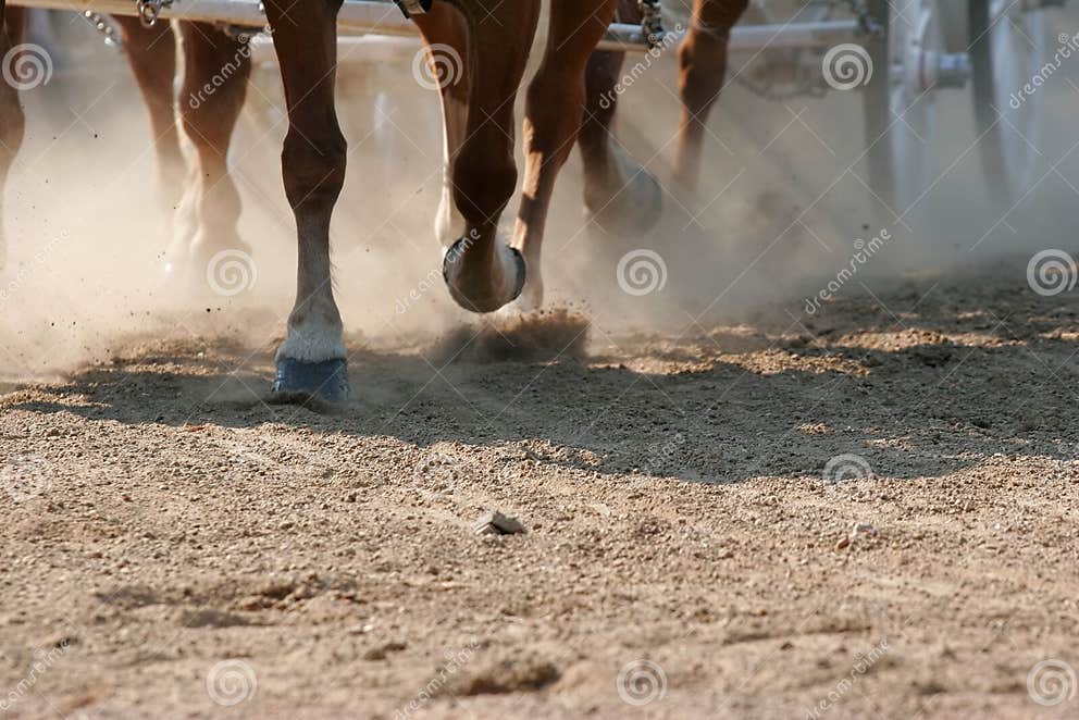 Hoof Dust stock photo. Image of beaming, carriage, hooved - 1238714