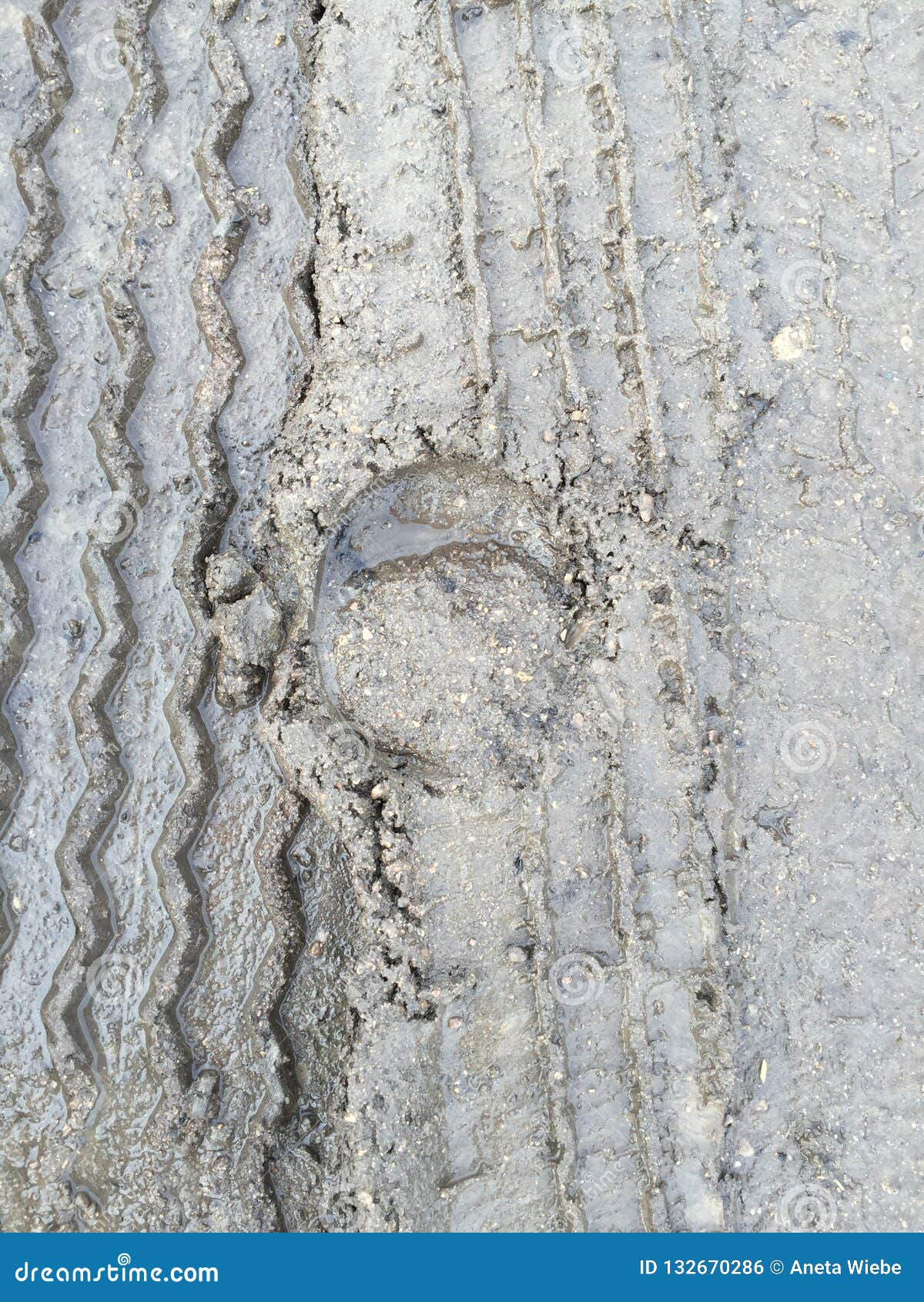 Tracks in mud stock photo. Image of tracks, muddy, hoof - 132670286