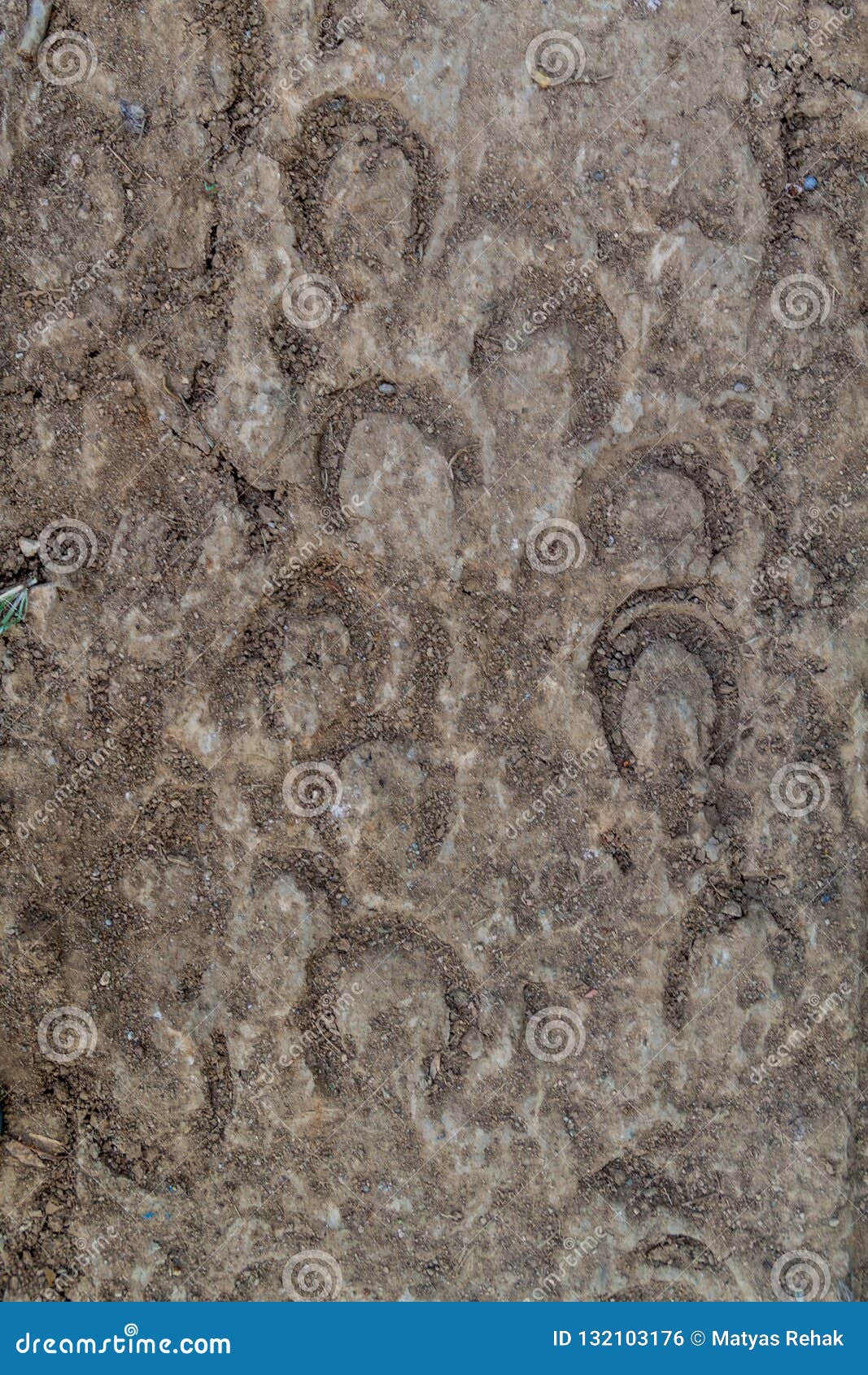 Hoof prints stock photo. Image of rider, nature, hoof - 132103176
