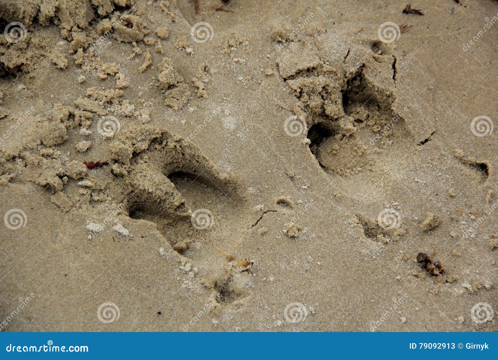 Hoof prints of a wild pig. stock image. Image of river - 79092913