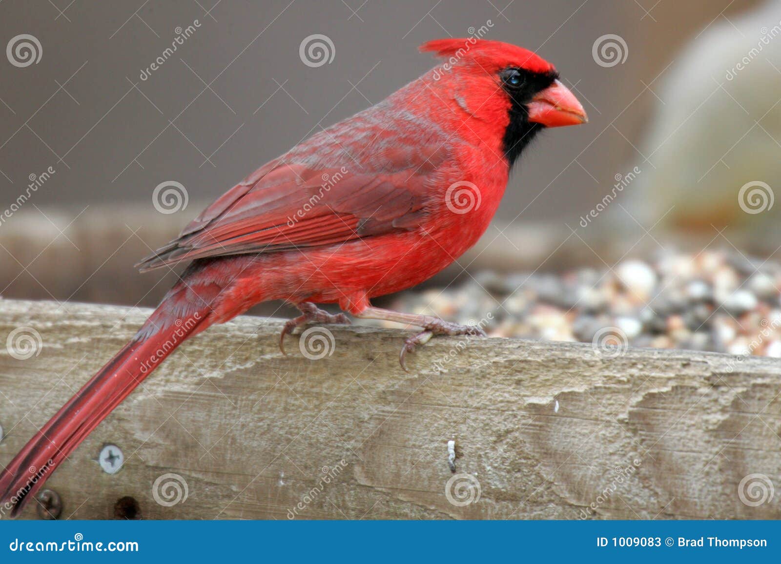 Hoofd Close-up Op De Voeder Van De Vogel Stock Afbeelding - Image of ...