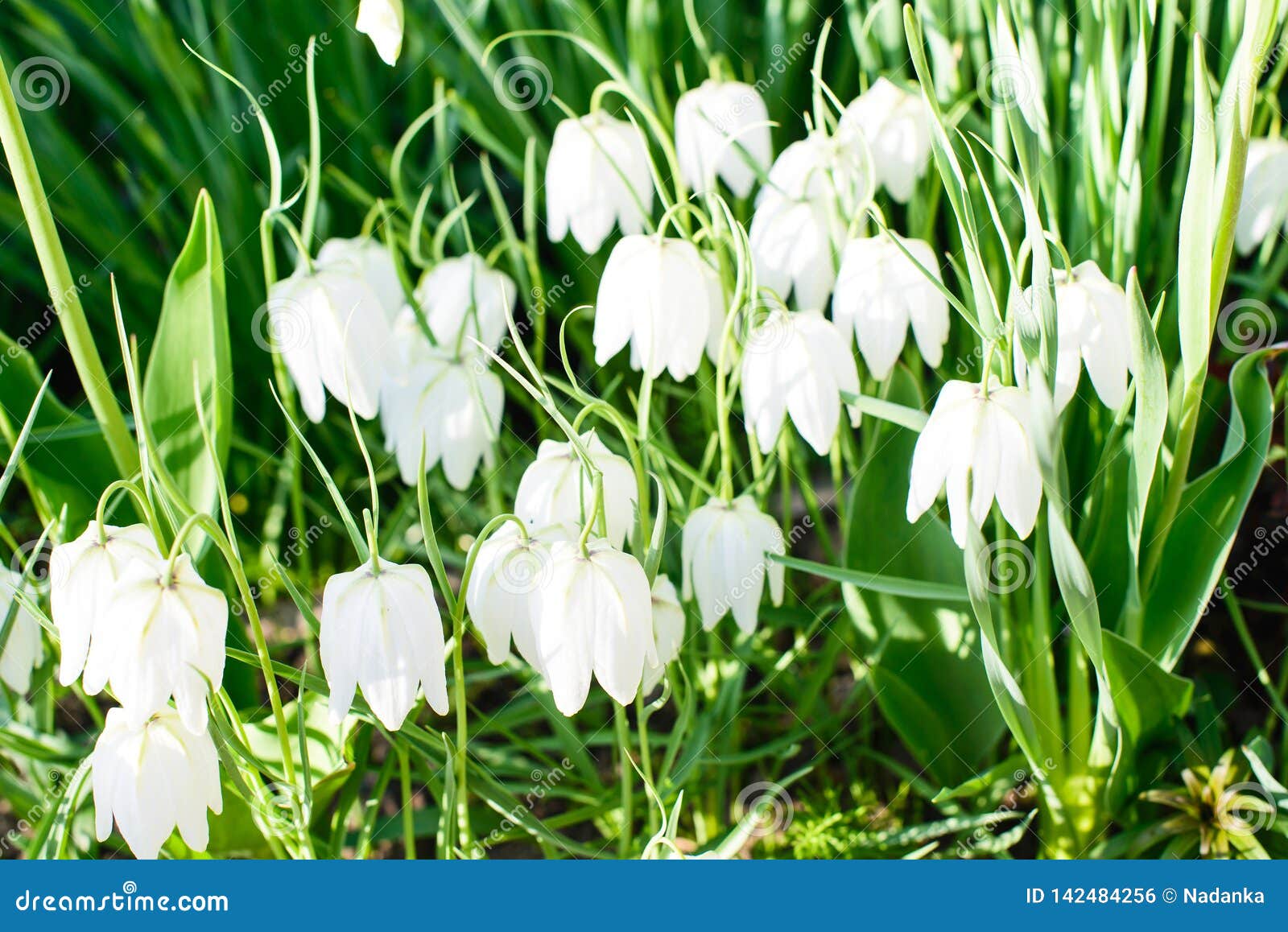 Hoofd Fritillary Van De Witte Slang Stock Foto - Image of diepte, laag ...