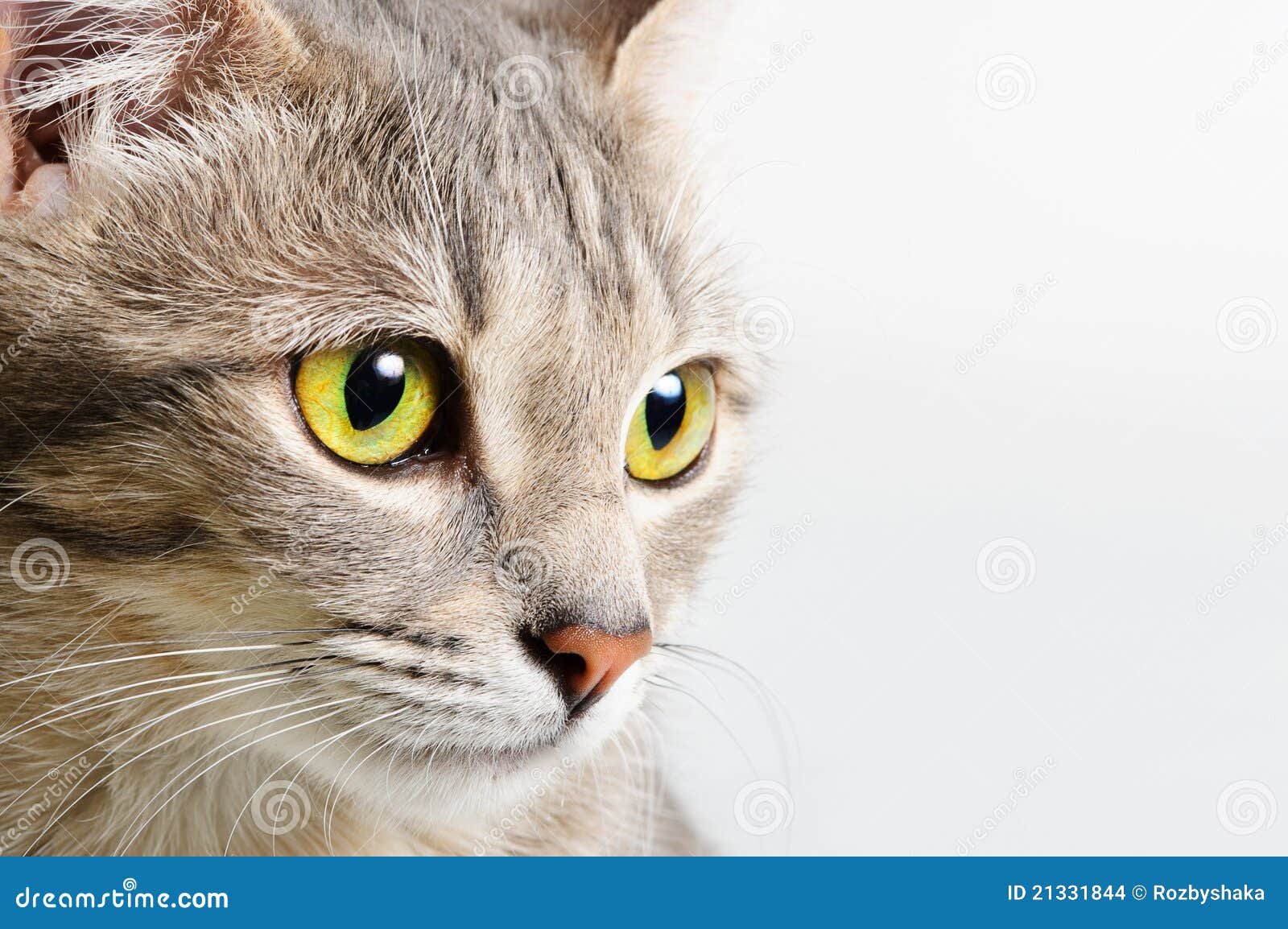 Hoofd Katten Dichte Omhooggaand Stock Foto - Image of neus, binnenlands ...