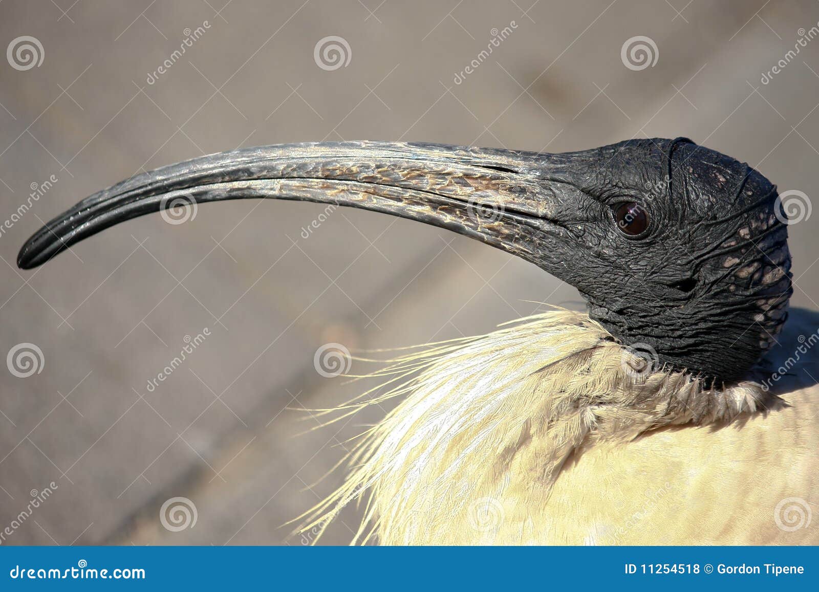 Hoofd Schot Van Australische Witte Ibis Stock Foto - Image of nave ...