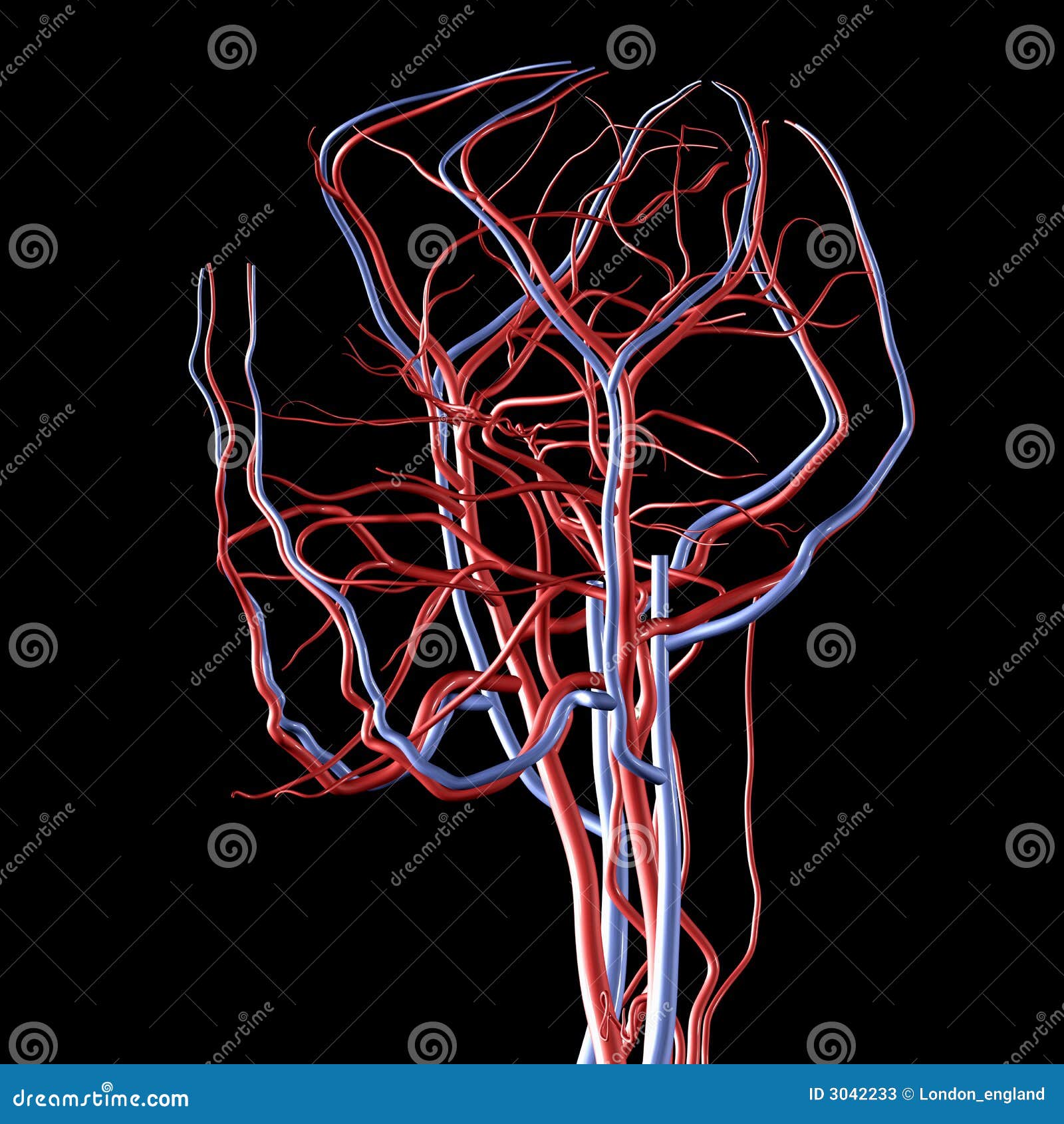Hoofd Slagaders en Aders stock illustratie. Illustration of ...