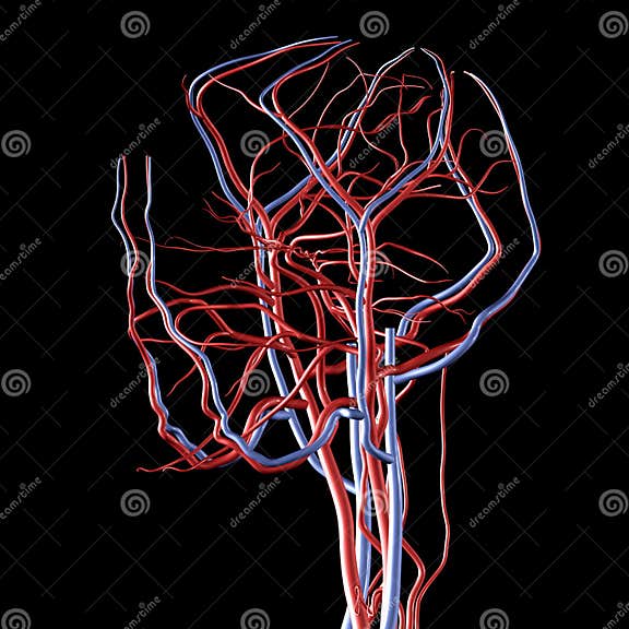 Hoofd Slagaders en Aders stock illustratie. Illustration of ...
