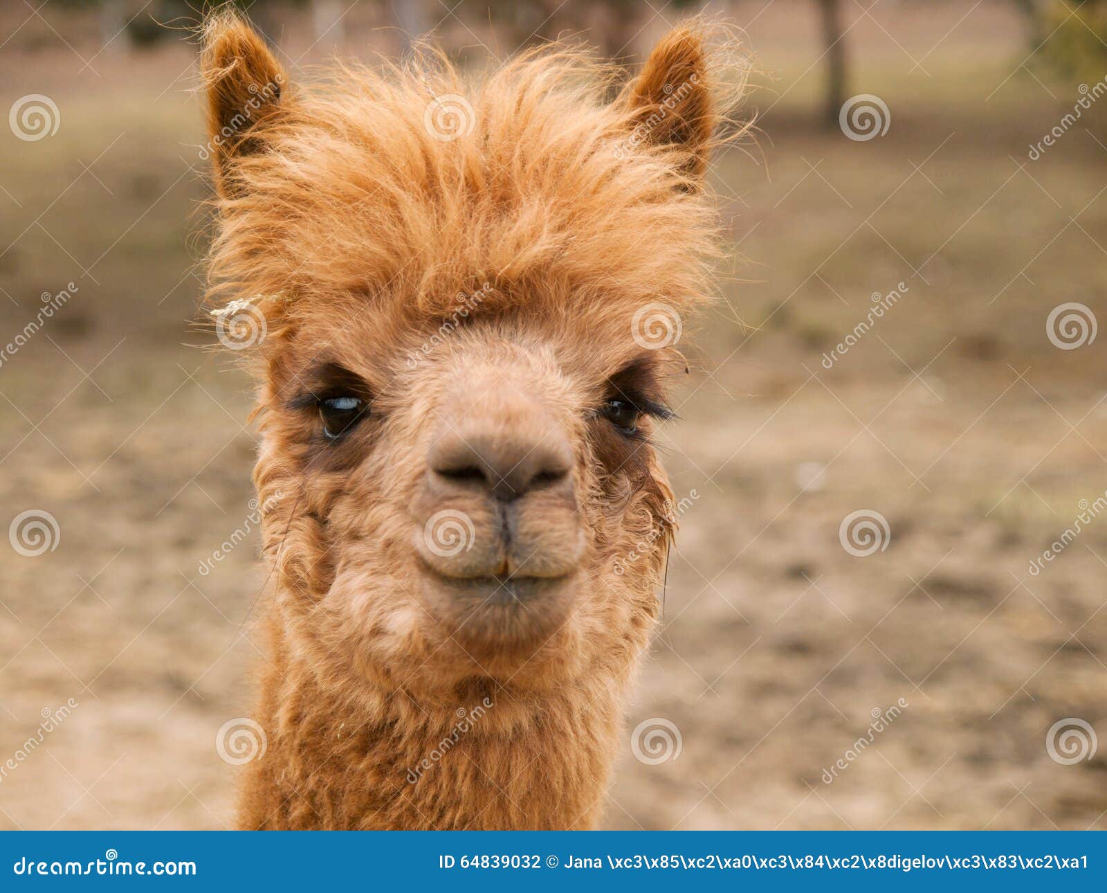 Hoofd van bruine lama stock foto. Image of amerika, landbouw - 64839032