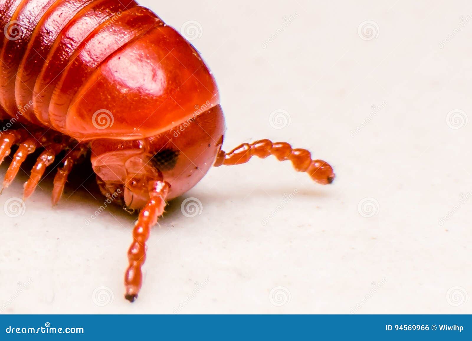 Hoofd van Duizendpoot stock foto. Image of zwart, geleedpotige - 94569966