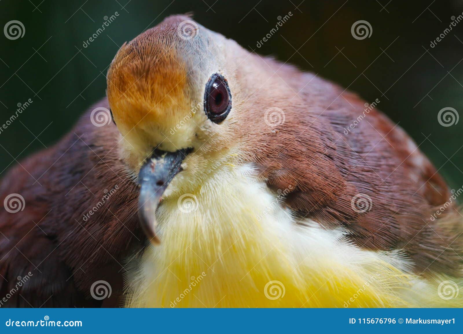 Hoofd Van Een Duif Van De Kaneelgrond in Frontale Mening Stock Foto ...