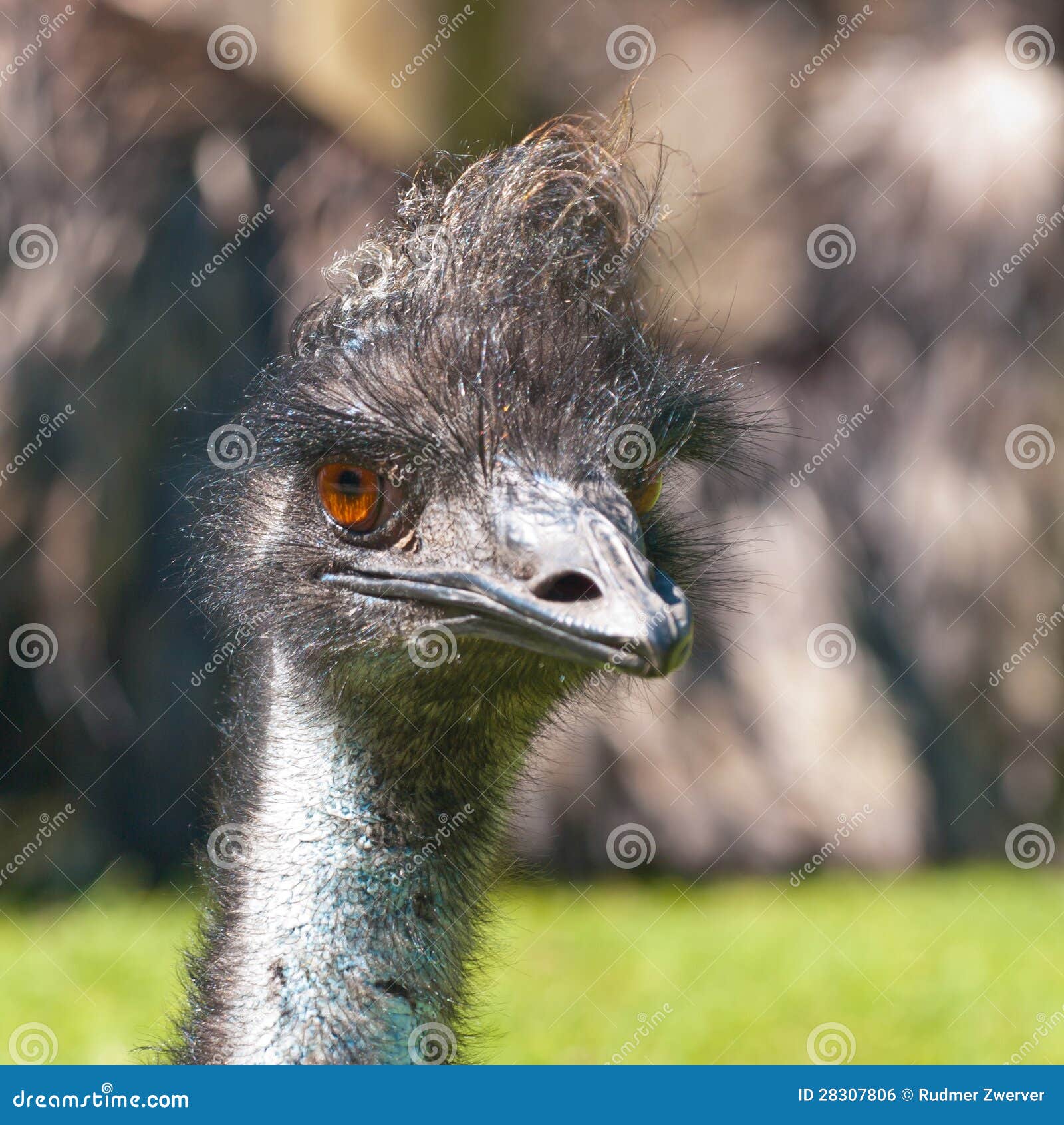 Hoofd van een emoe stock foto. Image of vogel, dier, tafereel - 28307806