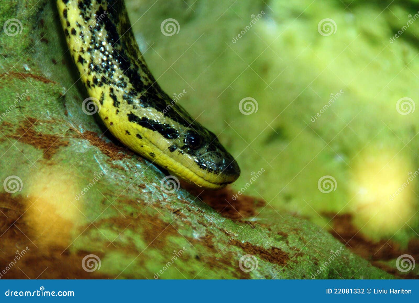 Hoofd van een groene slang stock foto. Image of steen - 22081332