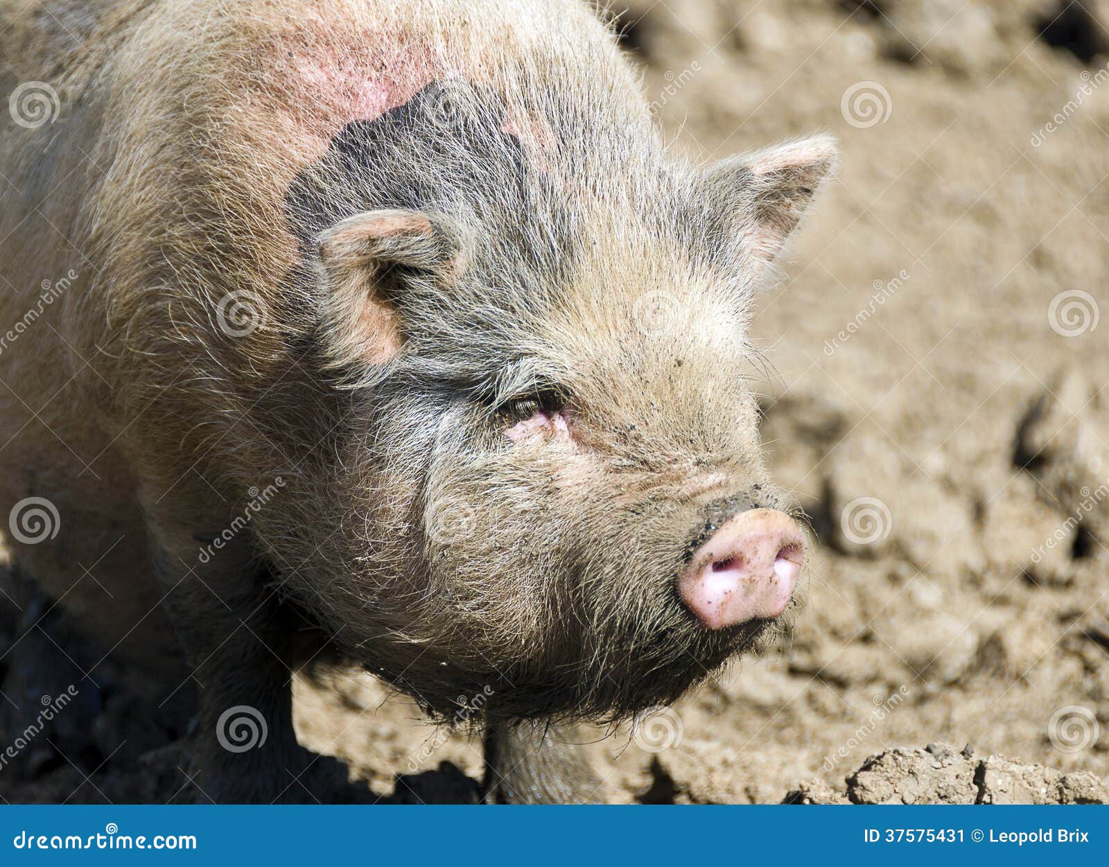 Hoofd Van Een Groot Wollig Varken Stock Afbeelding - Image of snuit ...