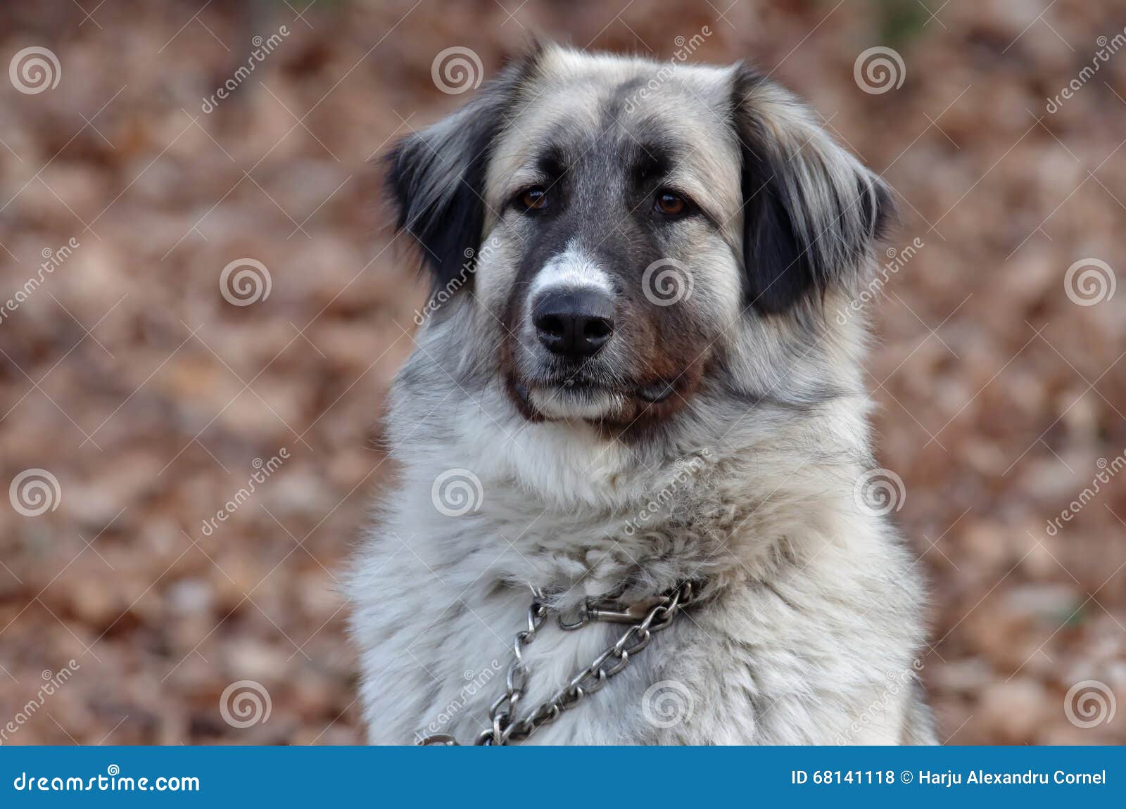 Hoofd Van Een Karpatische Shepperd Stock Foto - Image of vriend, berg ...