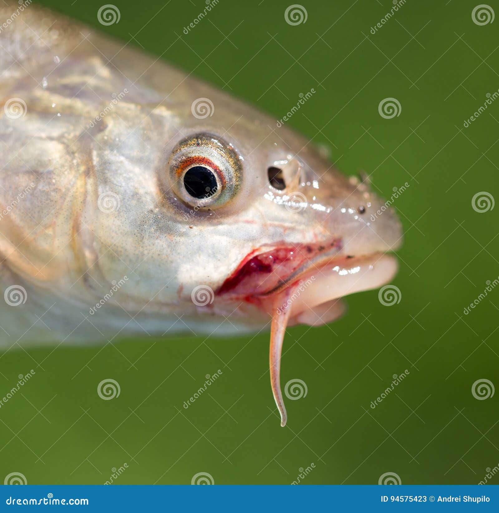 Hoofd Van Een Vis Met Een Snor Stock Afbeelding - Image of vers, dier ...