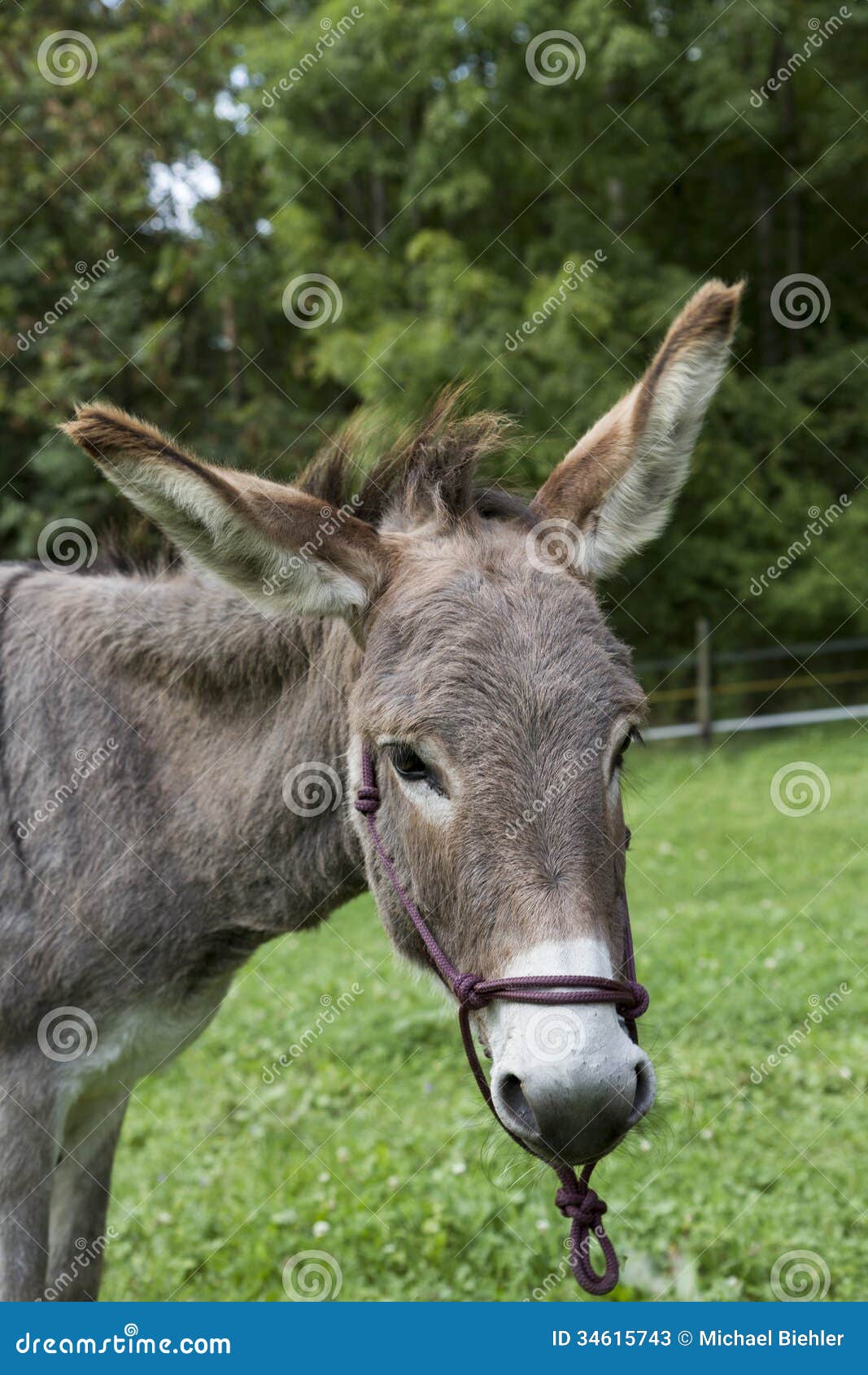 Hoofd Van Enige Bruine Ezel in Openlucht Stock Afbeelding - Image of ...