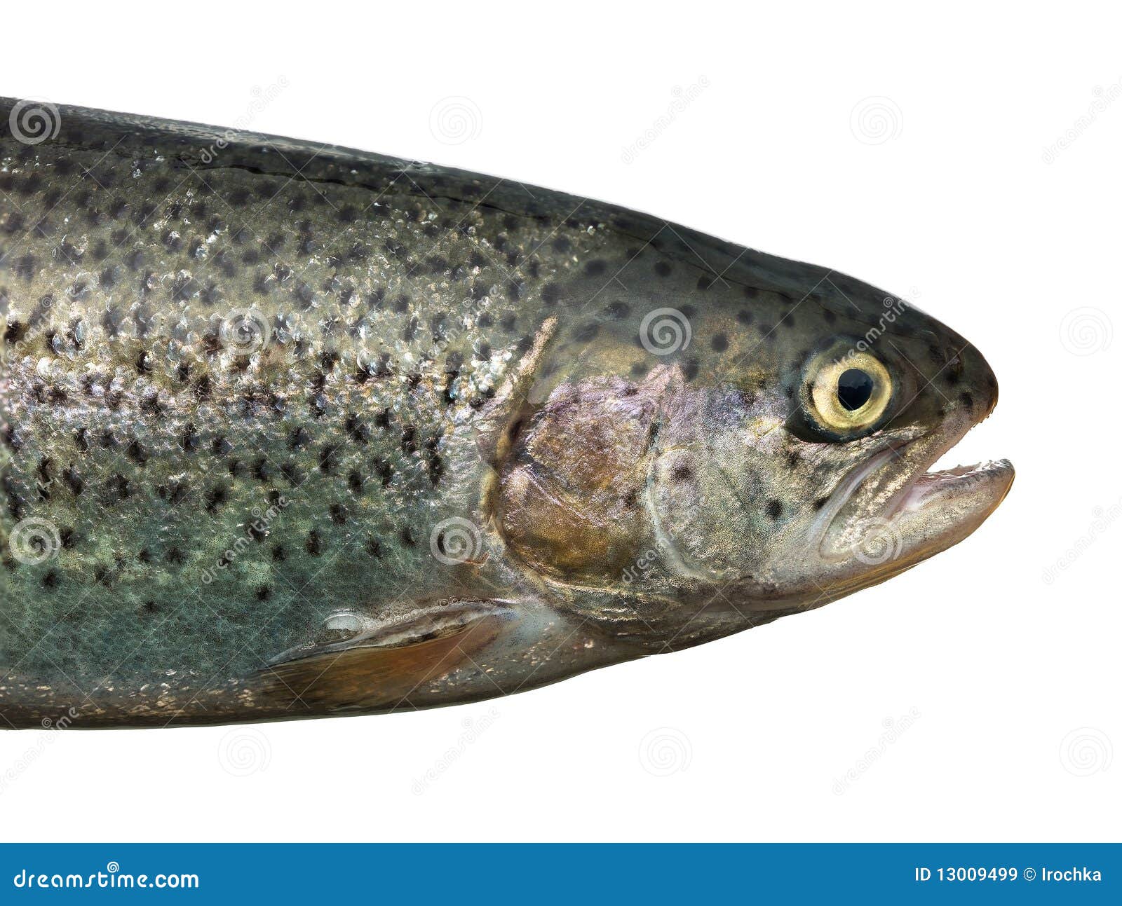 Hoofd van forel stock afbeelding. Image of geïsoleerd - 13009499