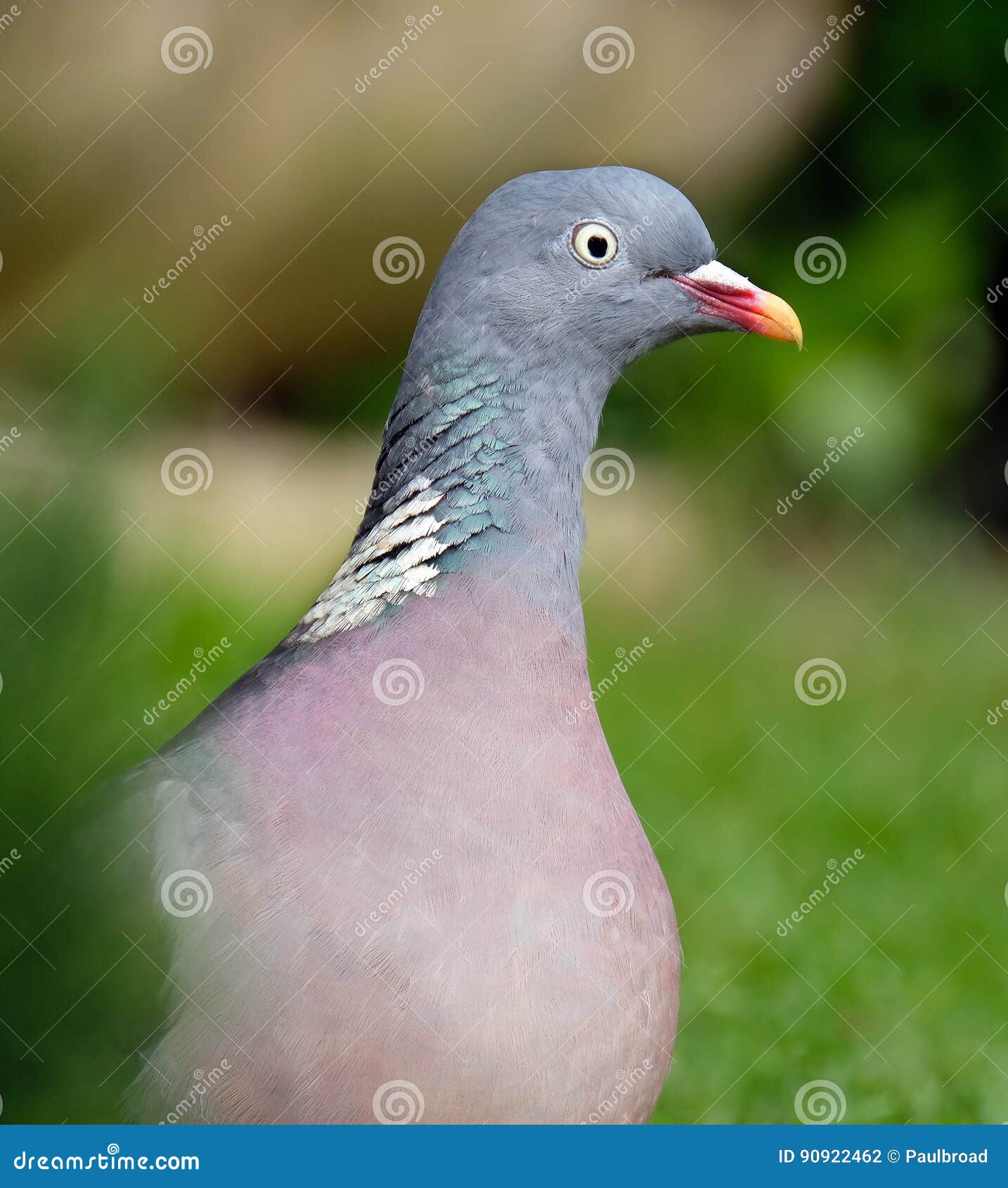 Hoofd van Houten duif stock foto. Image of huis, voorkomende - 90922462
