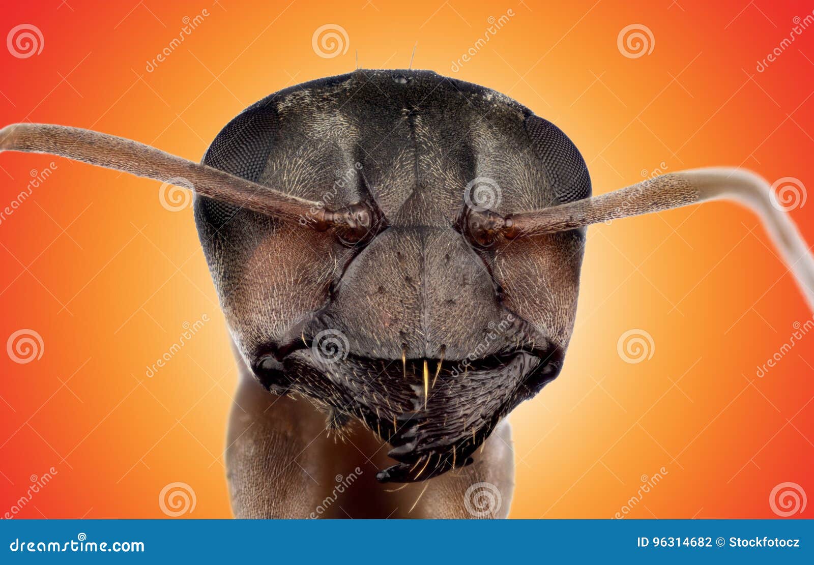 Hoofd van mier stock foto. Image of gras, tuin, schors - 96314682