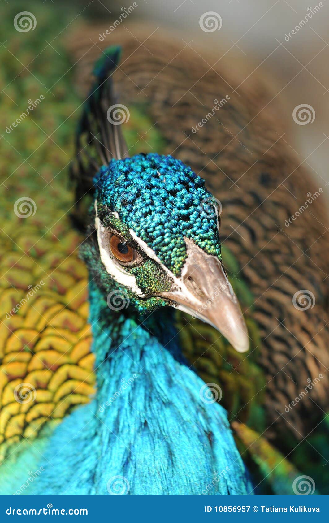 Hoofd van pauw. stock afbeelding. Image of gekleurd, mooi - 10856957