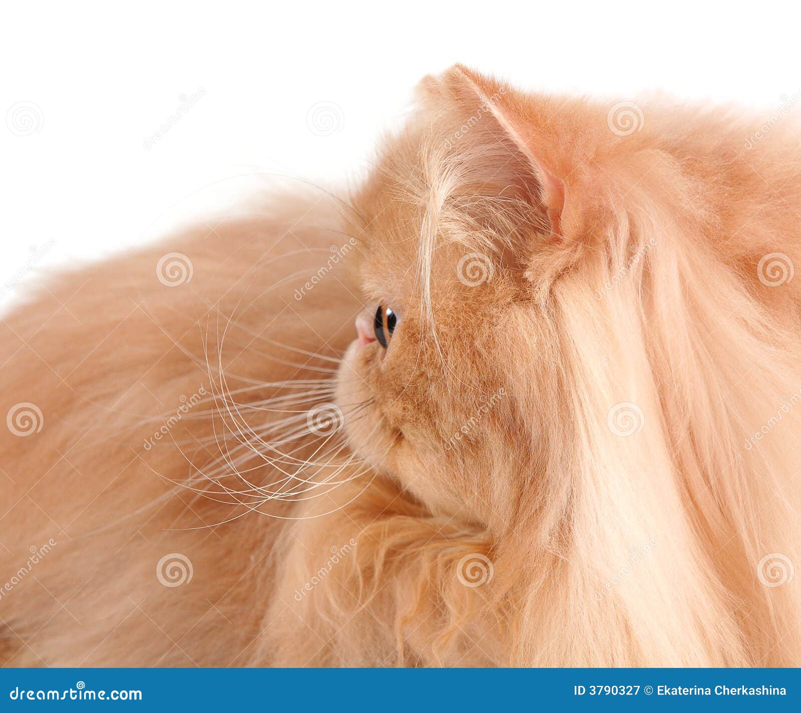 Hoofd Van Rode Perzische Kat Stock Afbeelding - Image of donsachtig ...