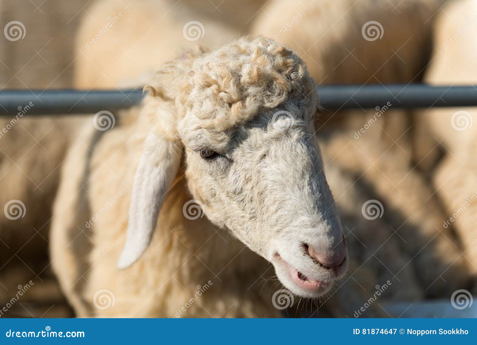 Hoofd Van Schapen Wordt Geschoten Dat Stock Afbeelding - Image of ...