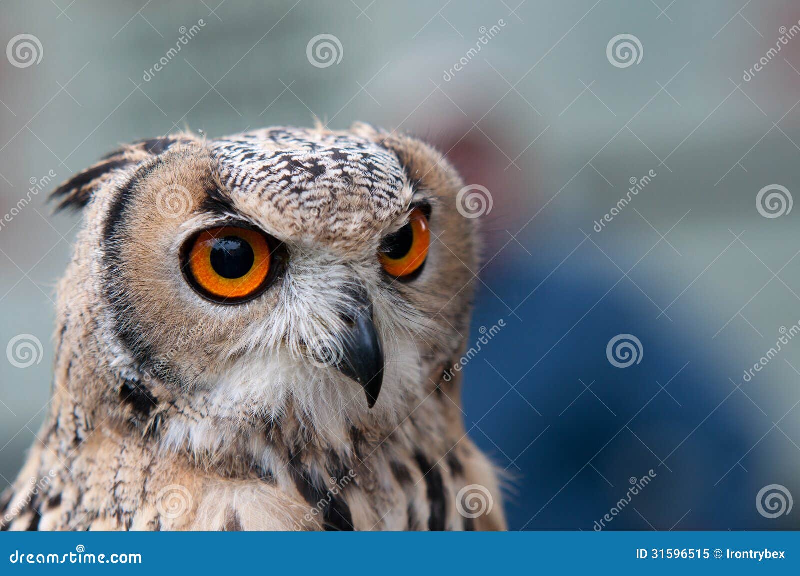 Hoofd van uil stock afbeelding. Image of openlucht, hemel - 31596515