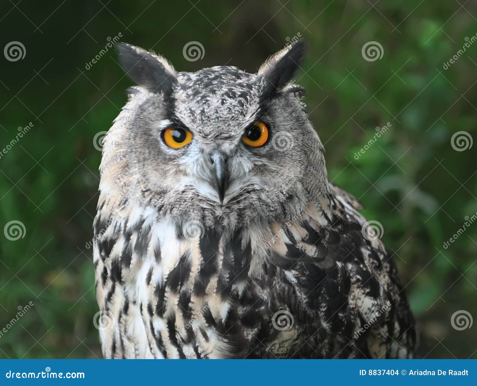 Hoofd van uil stock foto. Image of bruin, groot, vogel - 8837404