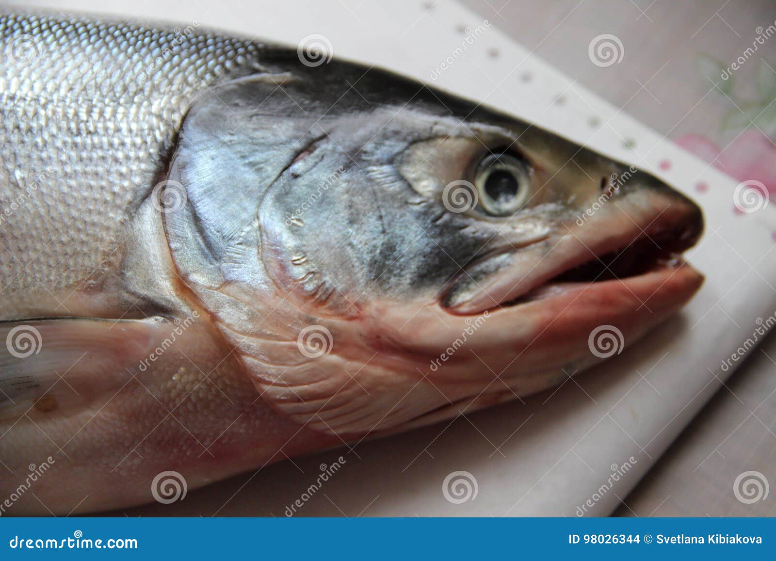 Hoofd Van Verse Zalm Met Open Mond Stock Foto - Image of vers ...