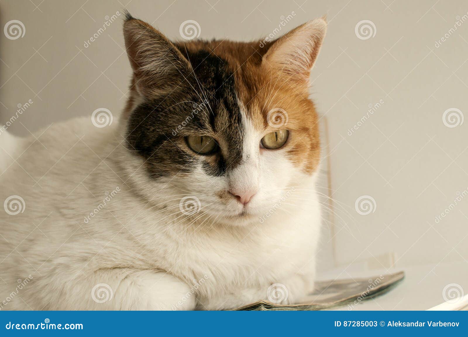 Hoofd van vrouwelijke kat stock afbeelding. Image of katachtig - 87285003