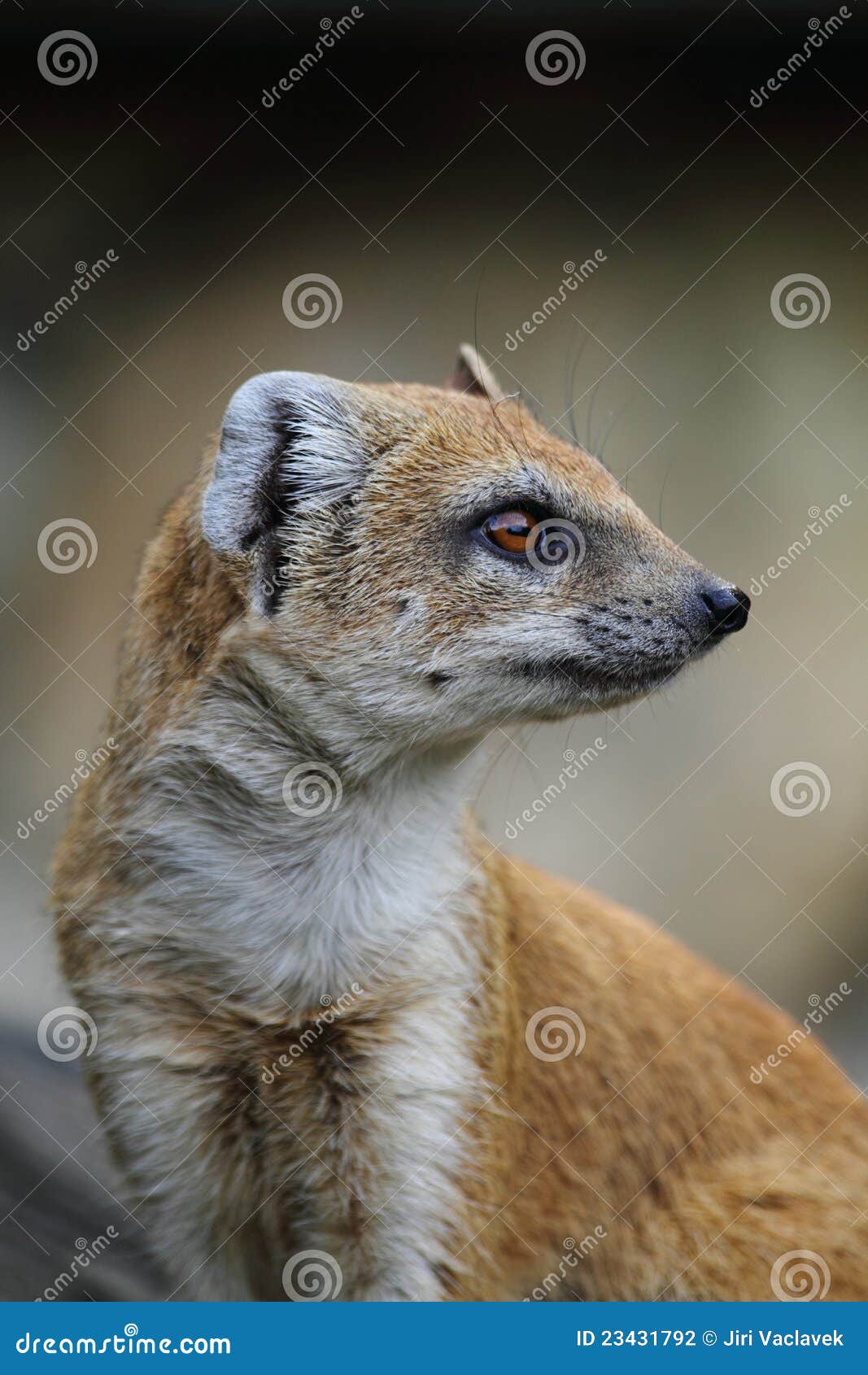 Hoofd van wezel stock foto. Image of klein, tanzania - 23431792