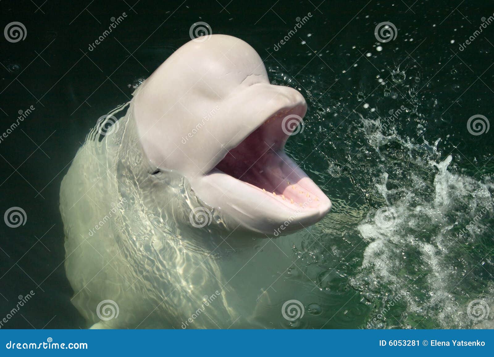 Hoofd van witte walvis stock afbeelding. Image of dolfijn - 6053281