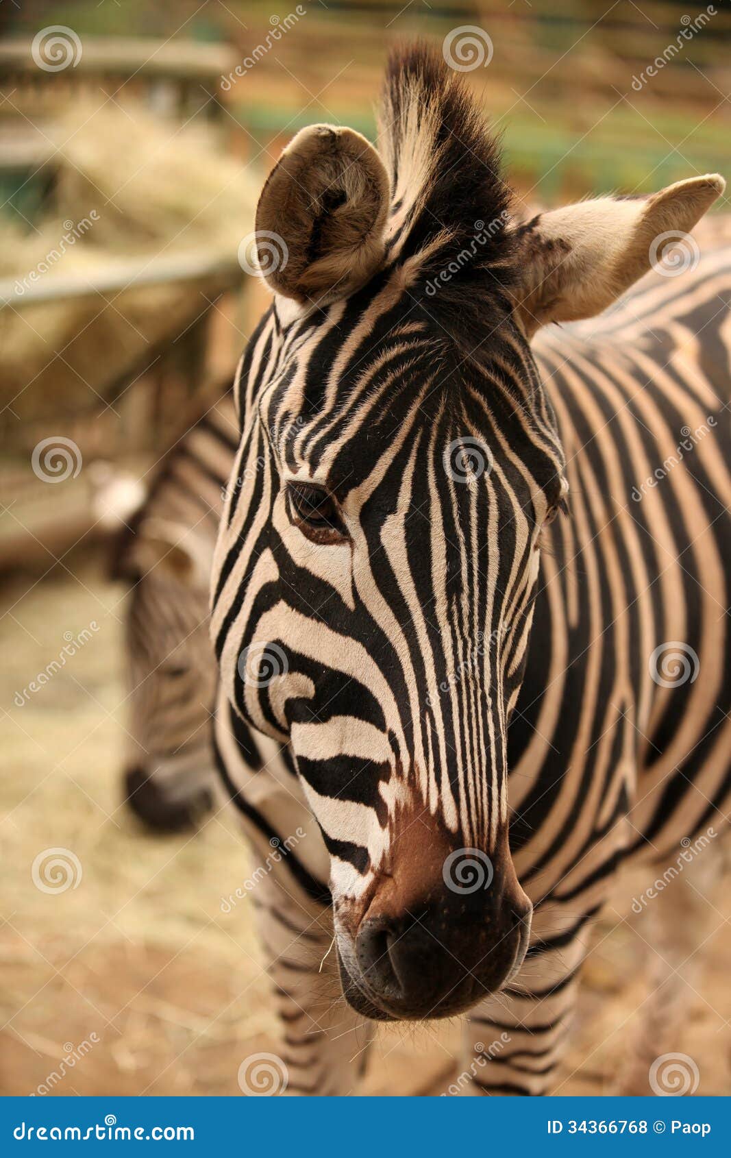 Hoofd van zebra stock foto. Image of herbivoor, volwassen - 34366768