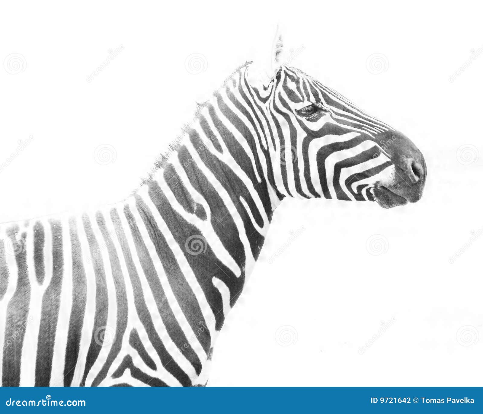 Hoofd van zebra stock foto. Image of paard, huid, zwart - 9721642