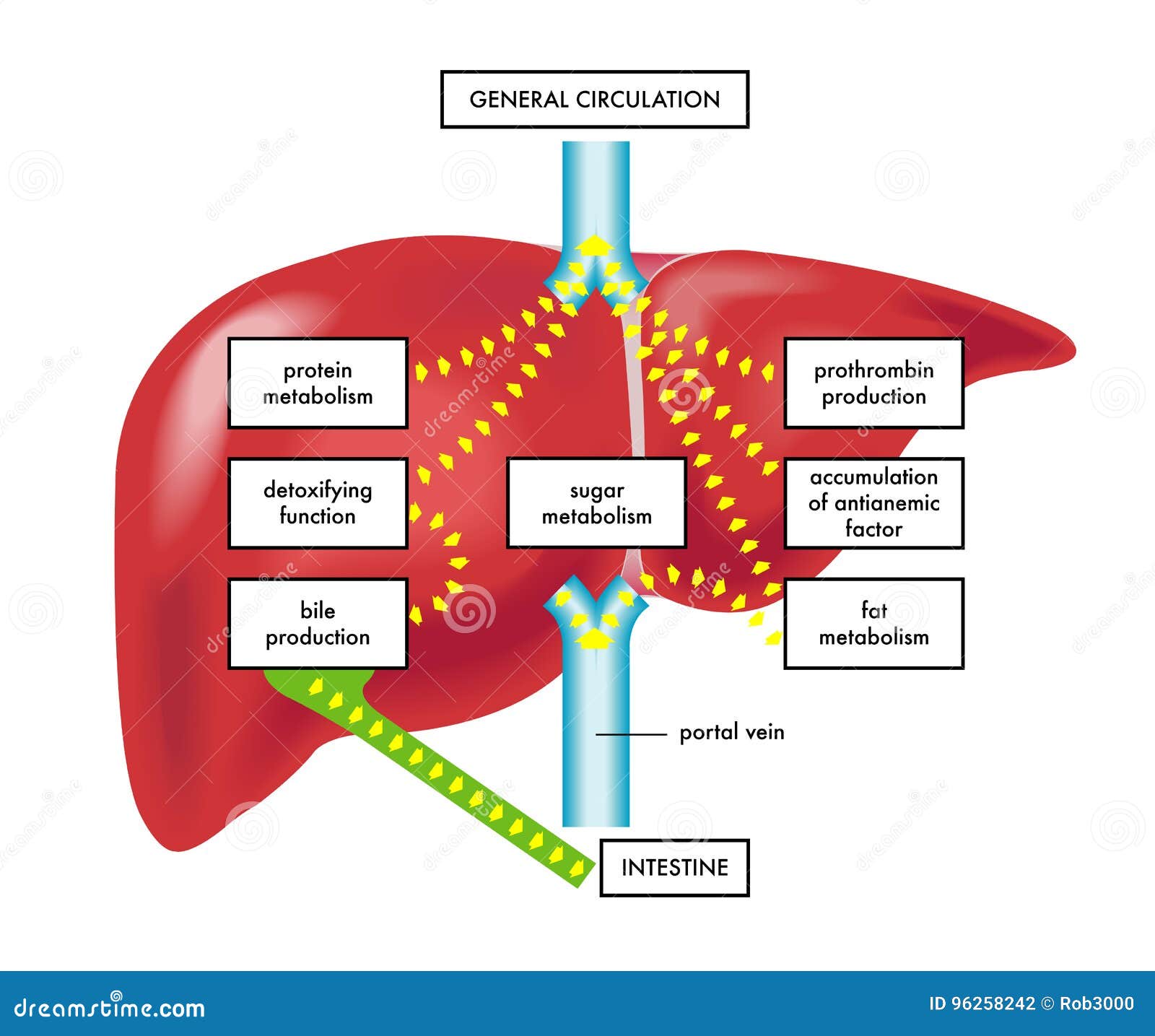 Hoofdfuncties van lever vector illustratie. Illustration of anemisch ...