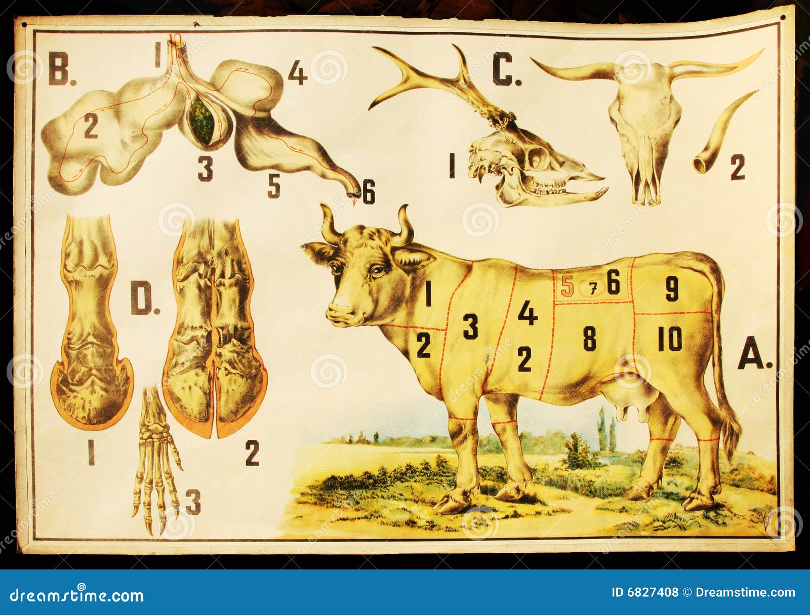 Hoofed animal stock photo. Image of horns, antlers, horn - 6827408