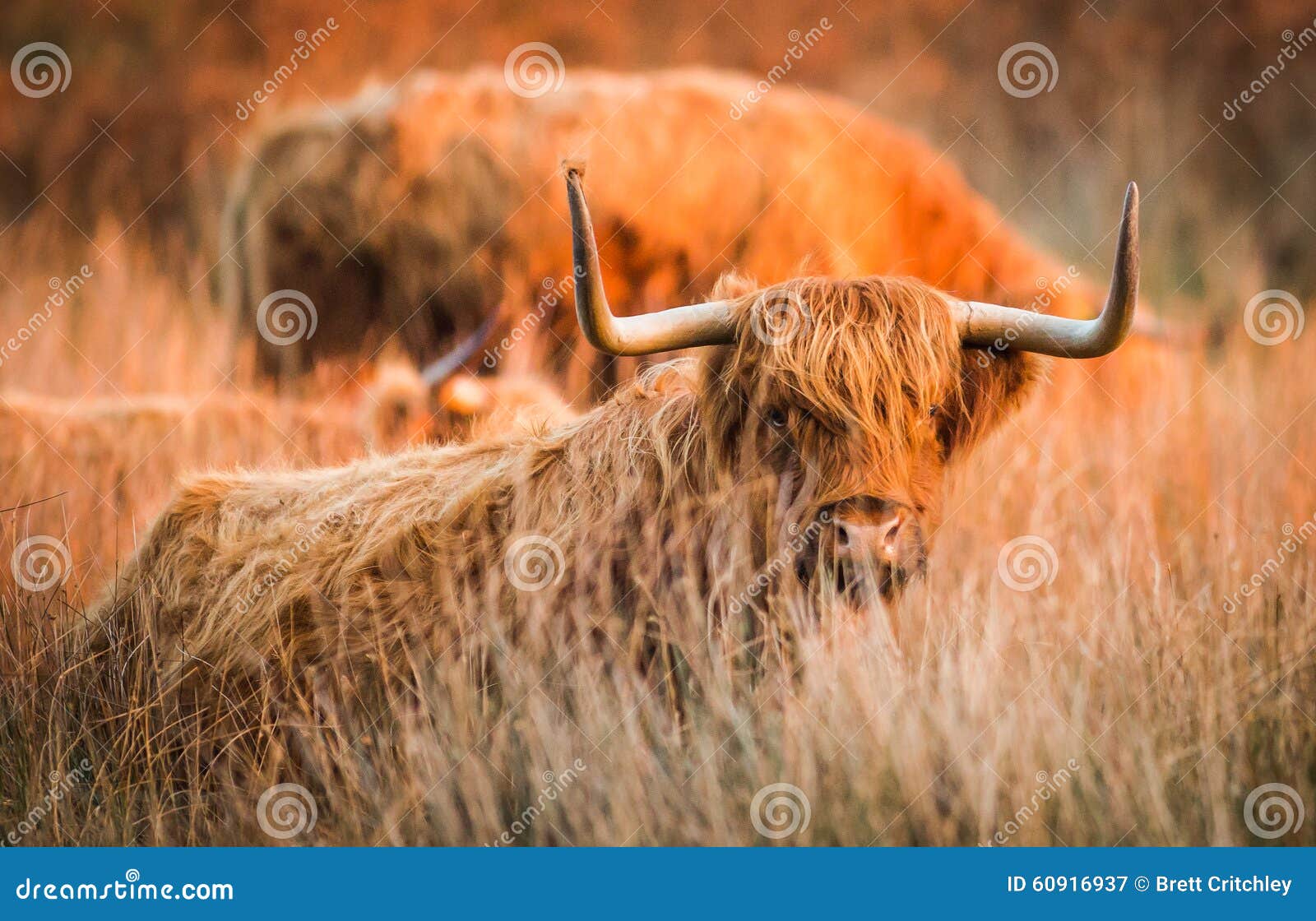 Hoogland Rode Koe stock afbeelding. Image of gebied, hoogland - 60916937