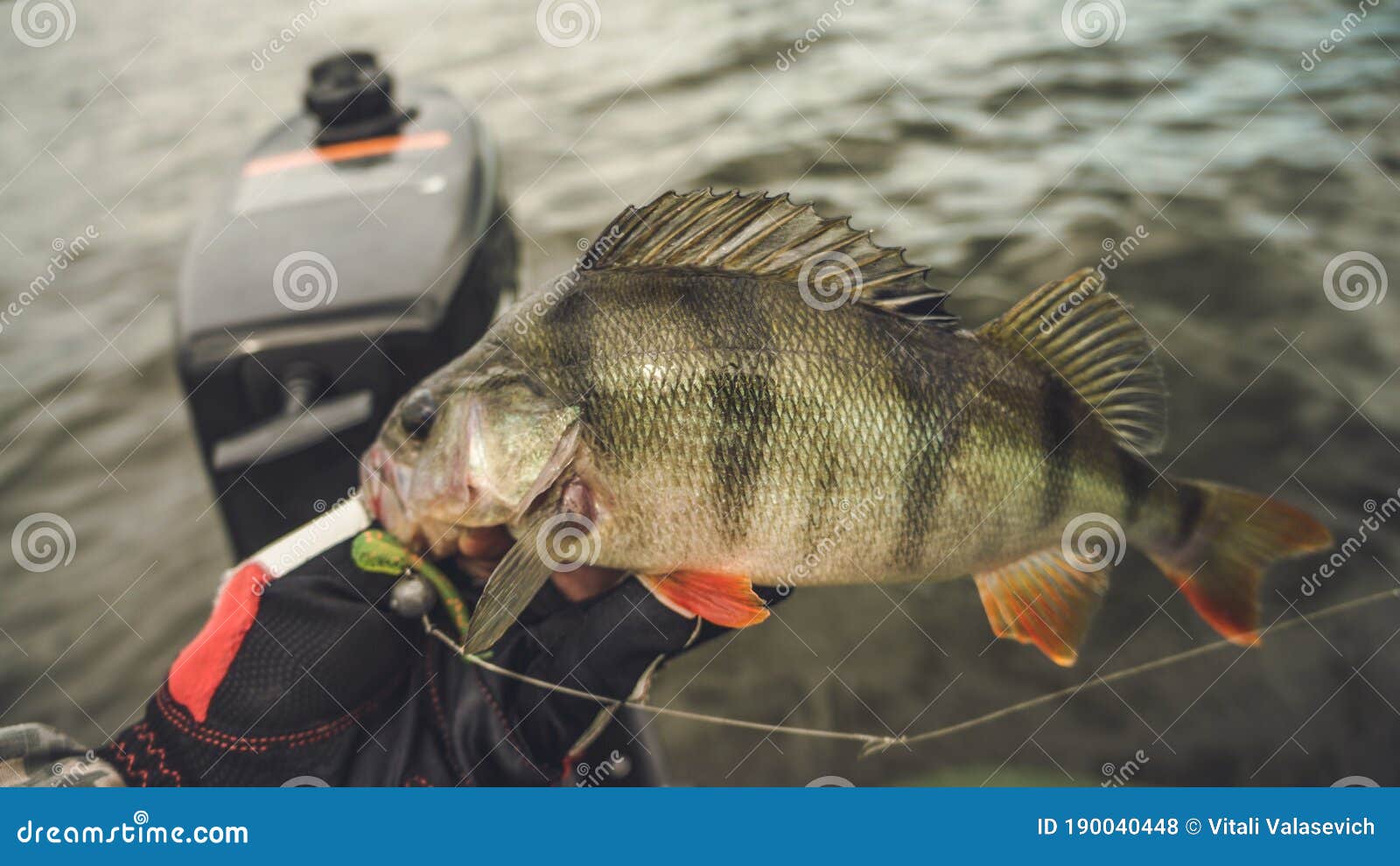 Perch Caught in a Jig. Fishing from a Boat Stock Photo - Image of hook ...