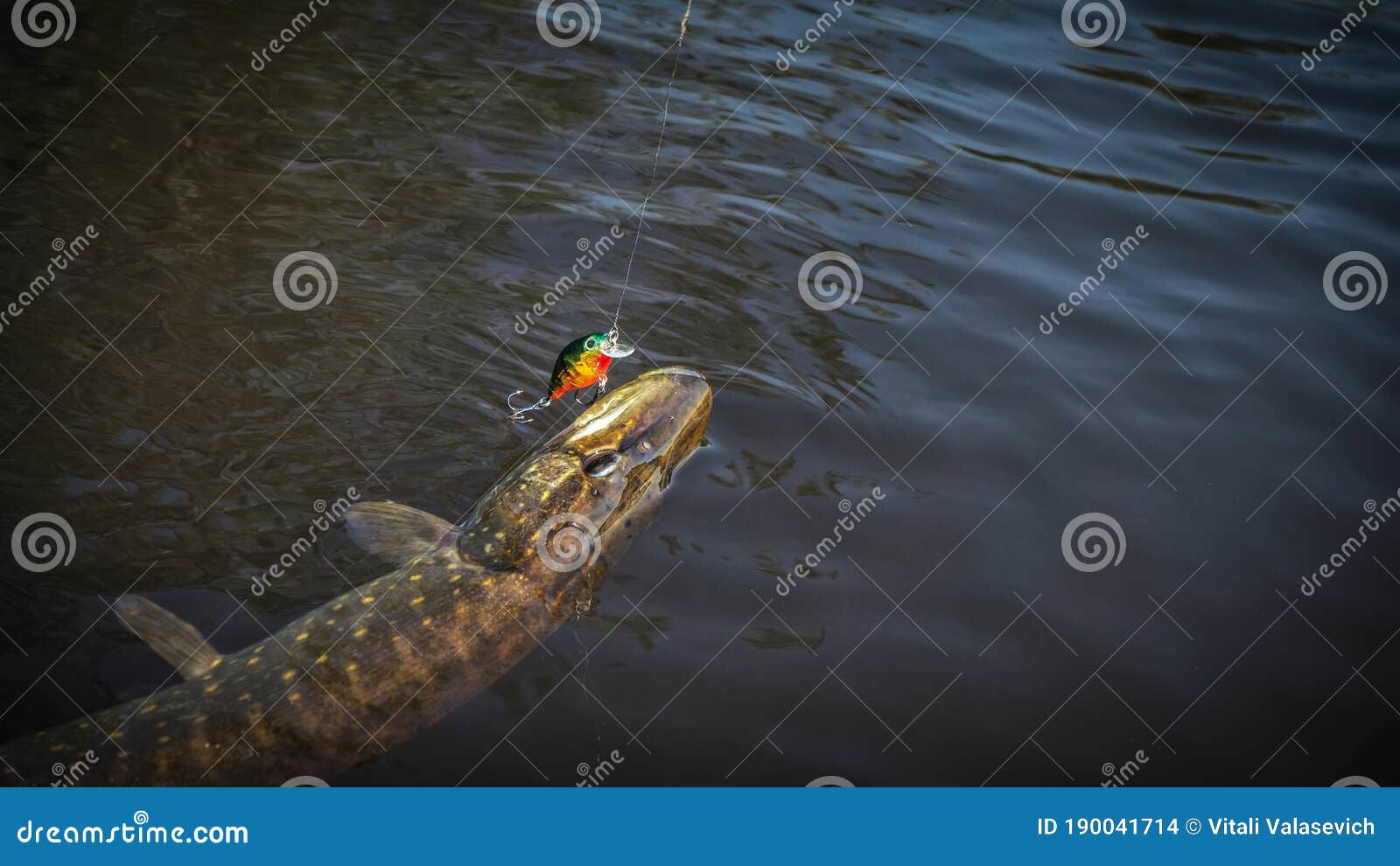 On Hook. Fishing for a Spinning Rod Stock Photo - Image of river ...