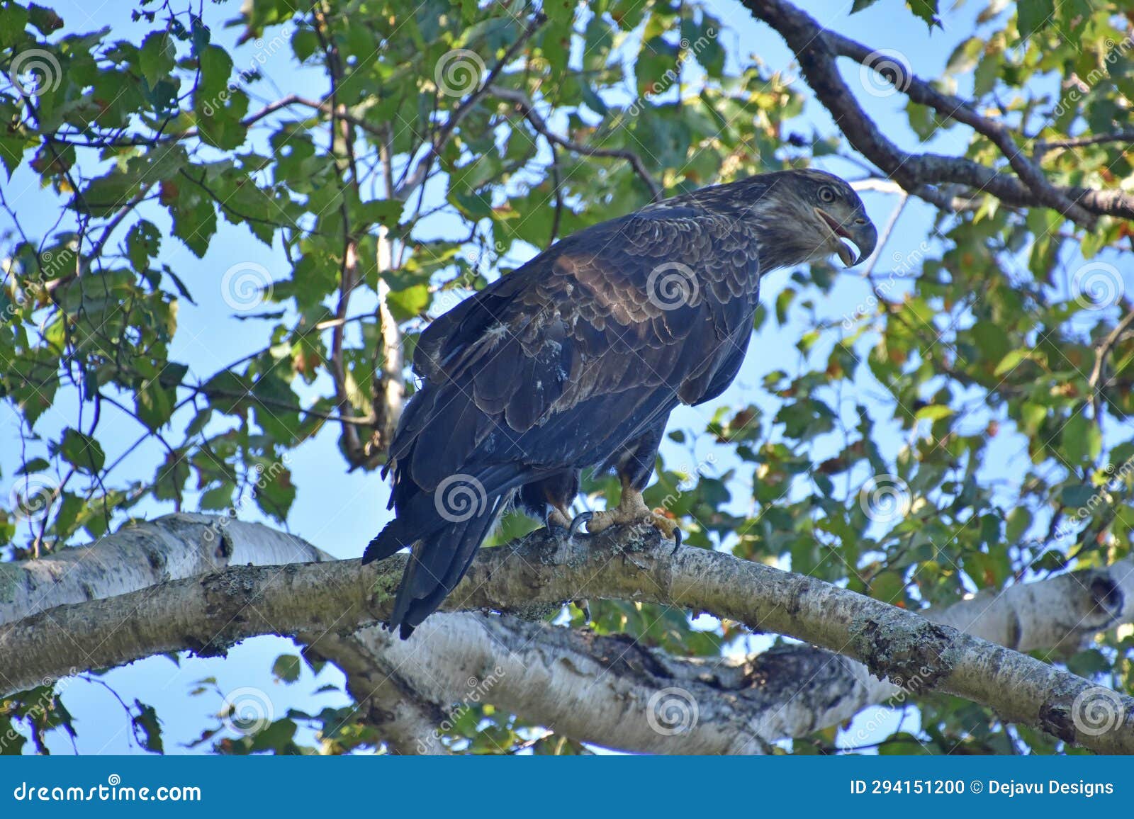 Hooked Beak on a Golden Eagle in a Tree Stock Photo - Image of avian ...