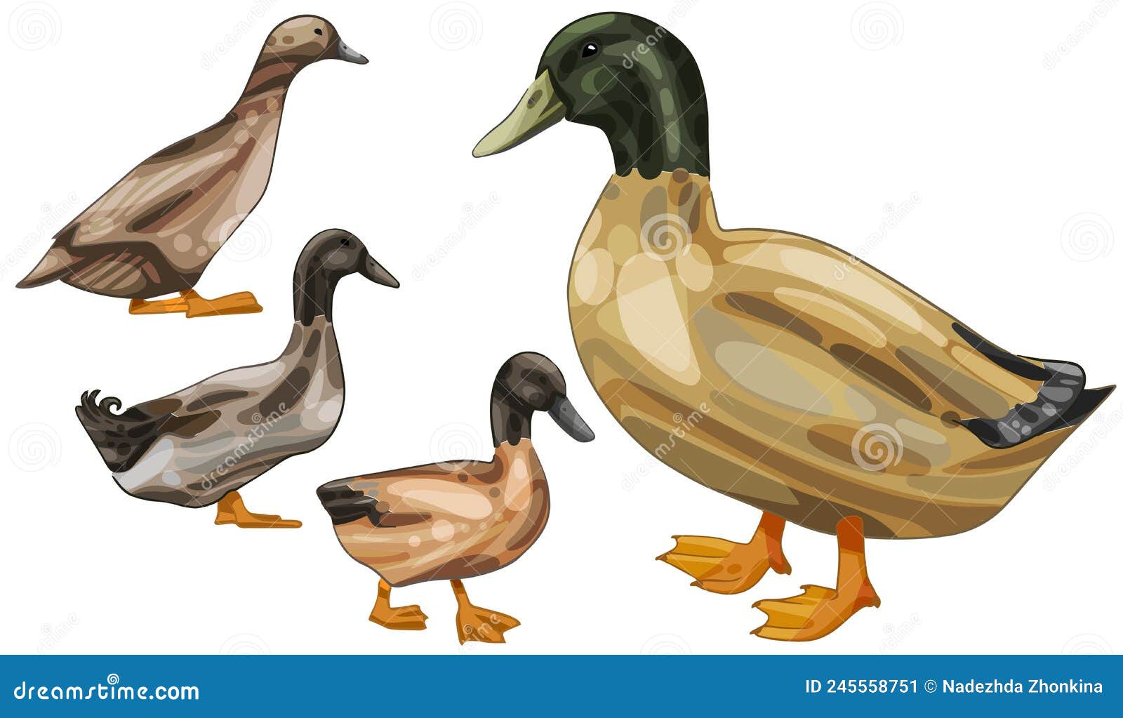 Khaki campbell duck stock vector. Illustration of draw - 245558751