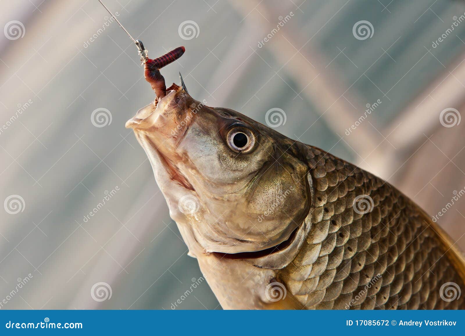Hooked crucian carp stock photo. Image of open, fish - 17085672