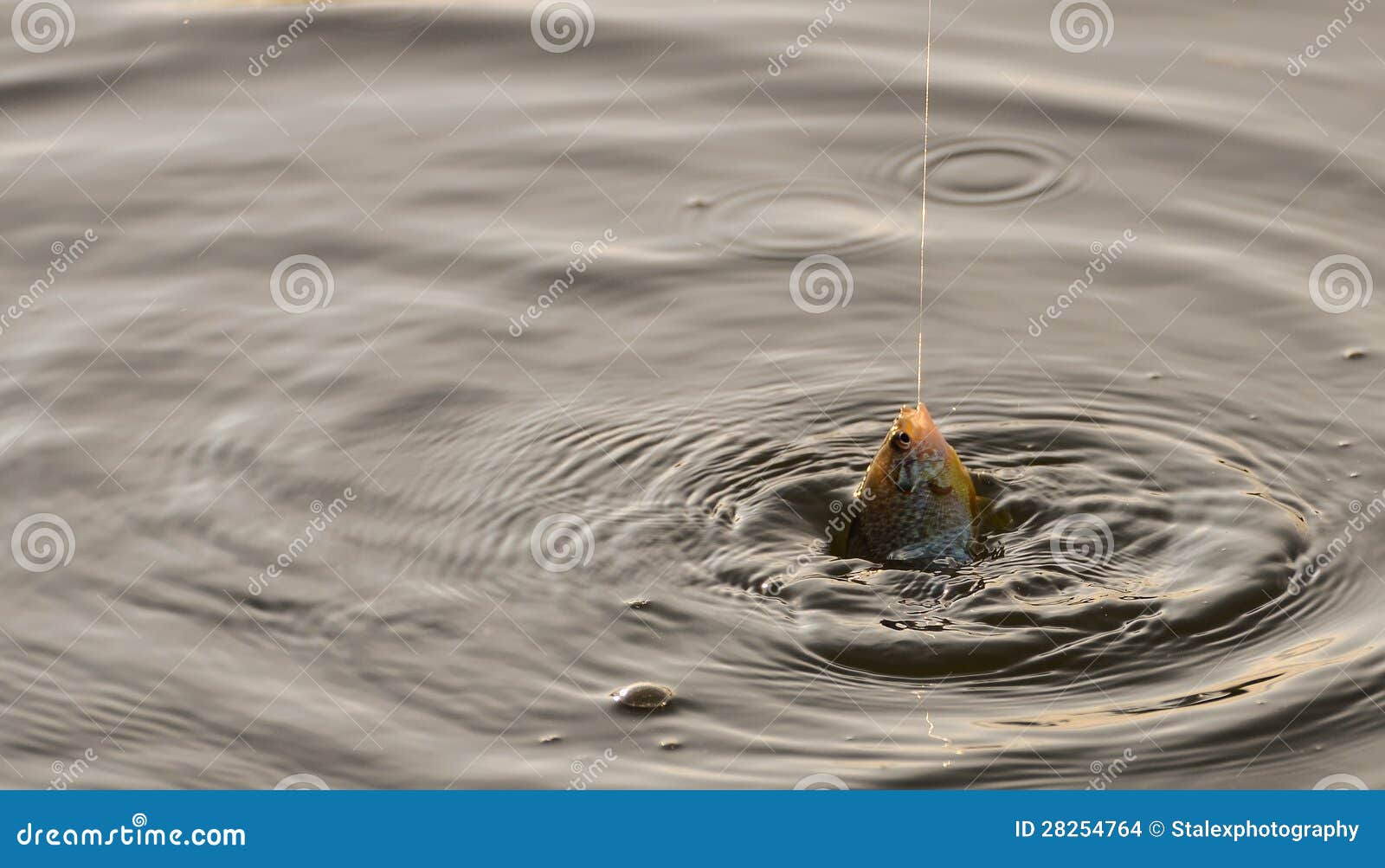 Hooked fish stock photo. Image of fishing, jumping, sport - 28254764