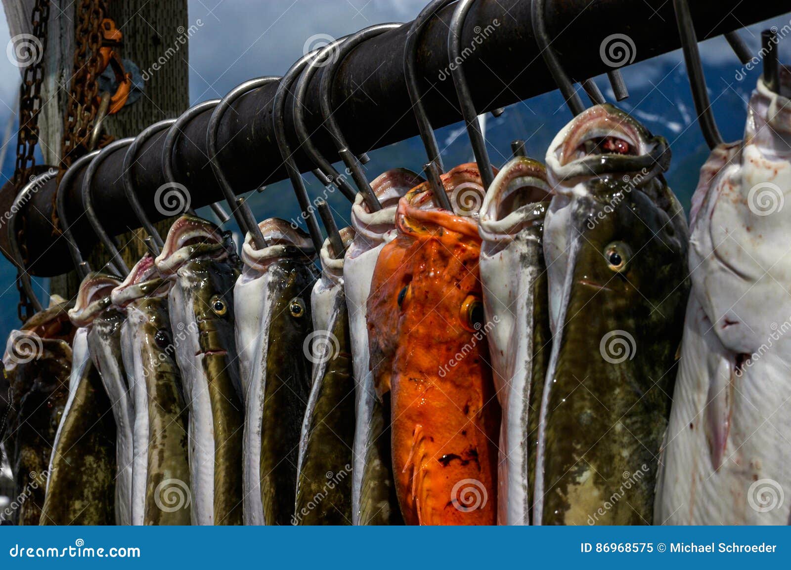 Hooked fish in Alaska stock image. Image of face, dead - 86968575