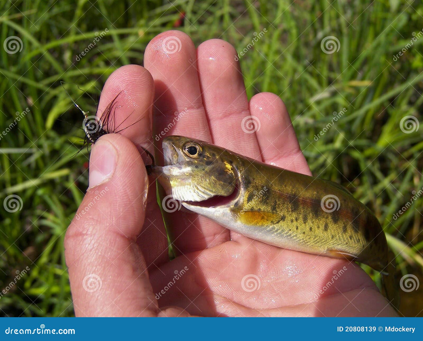 Hooked Fish in Hand stock image. Image of scale, cruel - 20808139