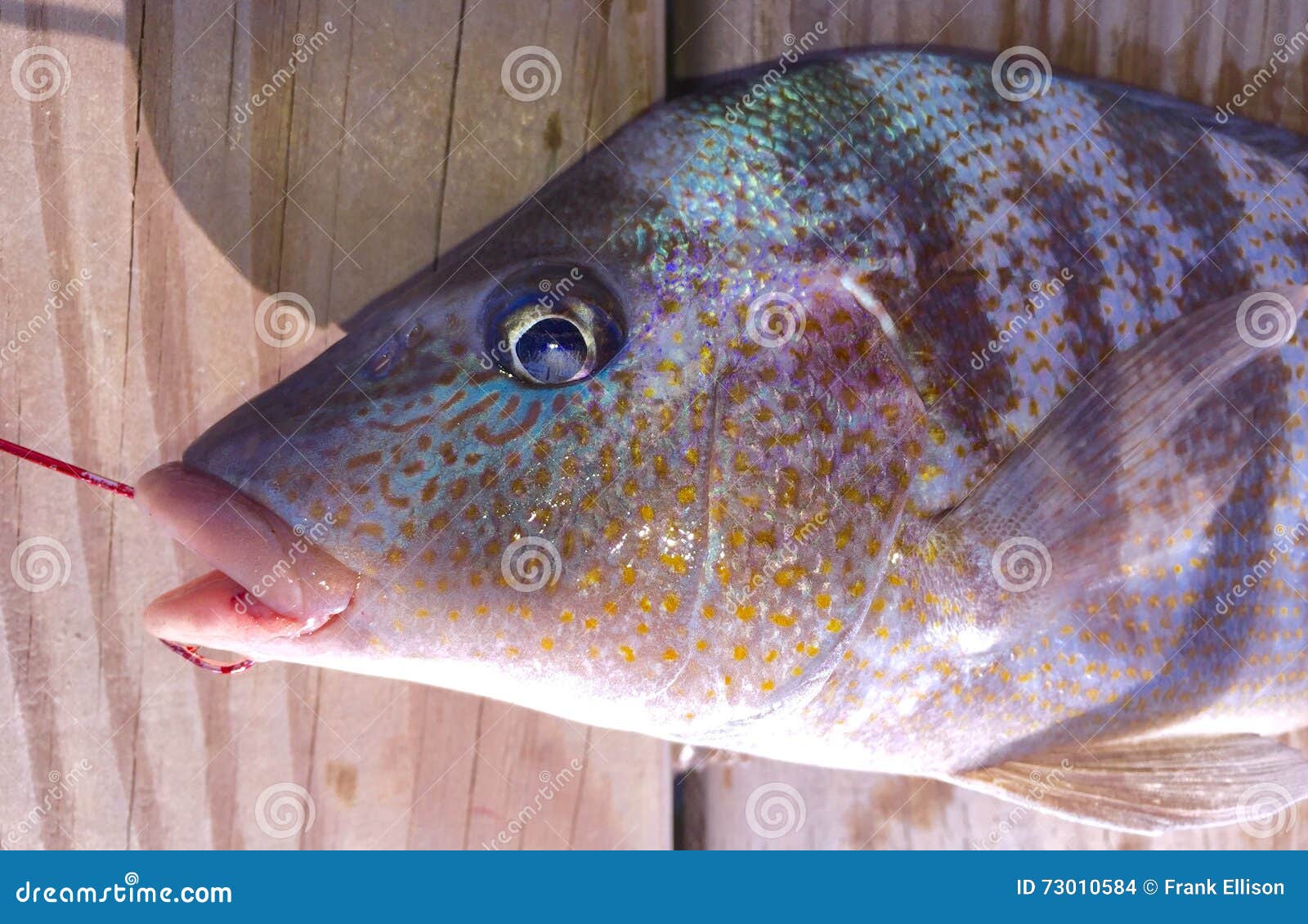 Hooked stock photo. Image of lips, hooked, fins, fish - 73010584