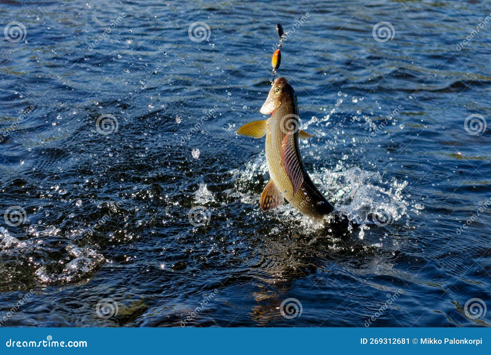 Hooked Grayling Jumping and Fighting in an Arctic River Stock Image ...
