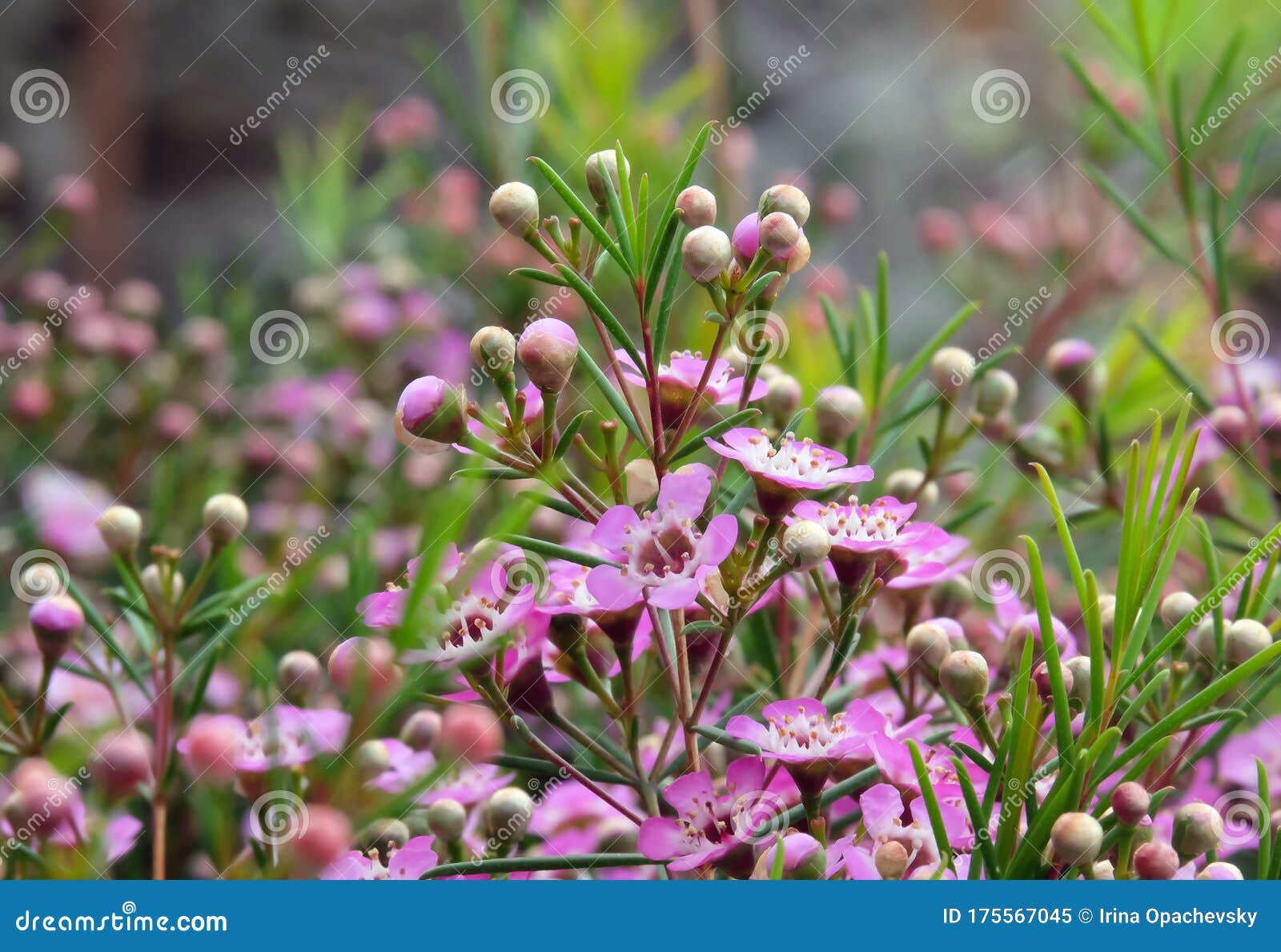 Chamelaucium Uncinatum Stock Photo | CartoonDealer.com #14304402