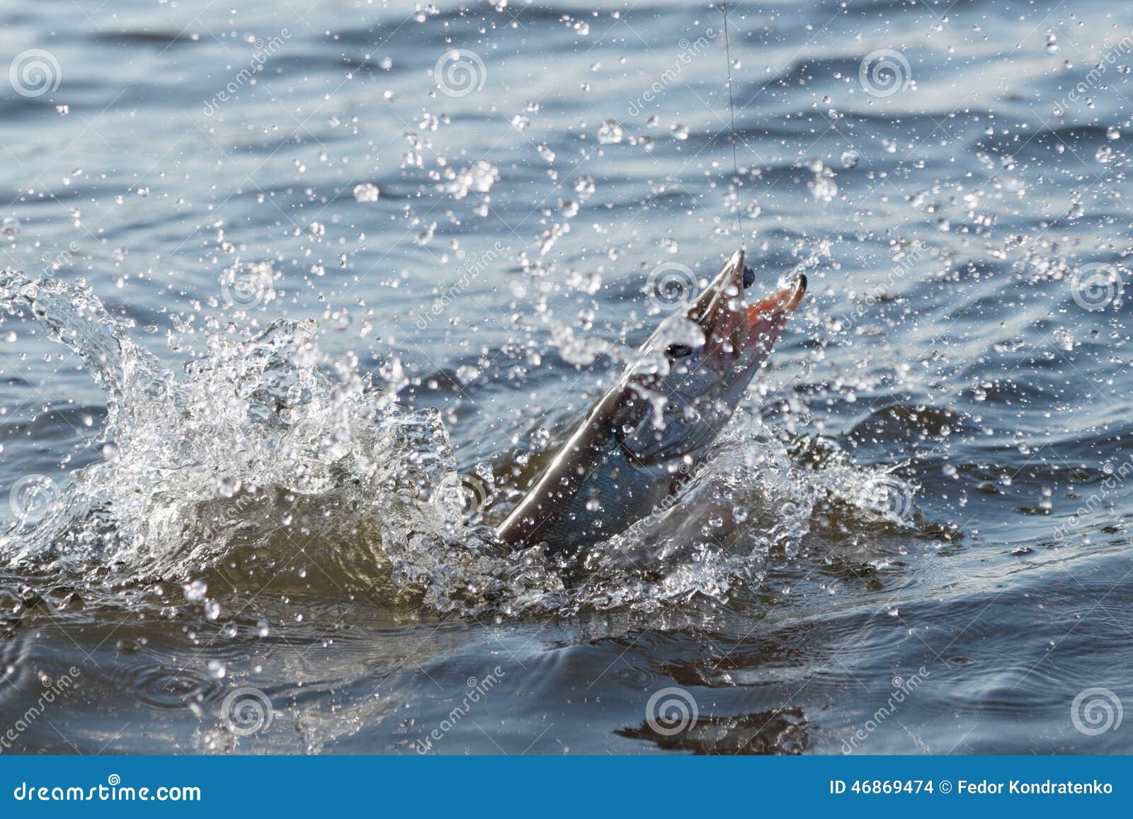 Hooked Pike is Fighting for Freedom Stock Photo - Image of rapid ...