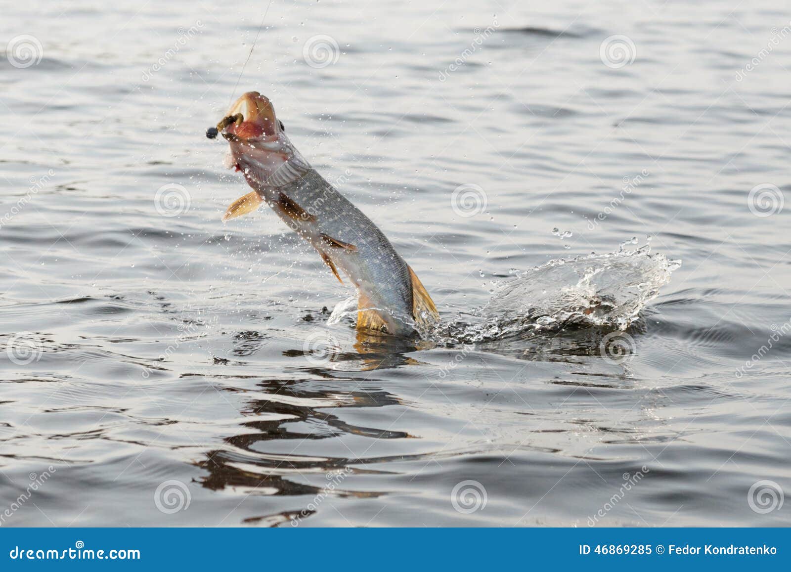 Hooked Pike is Fighting for Freedom Stock Image - Image of predator ...