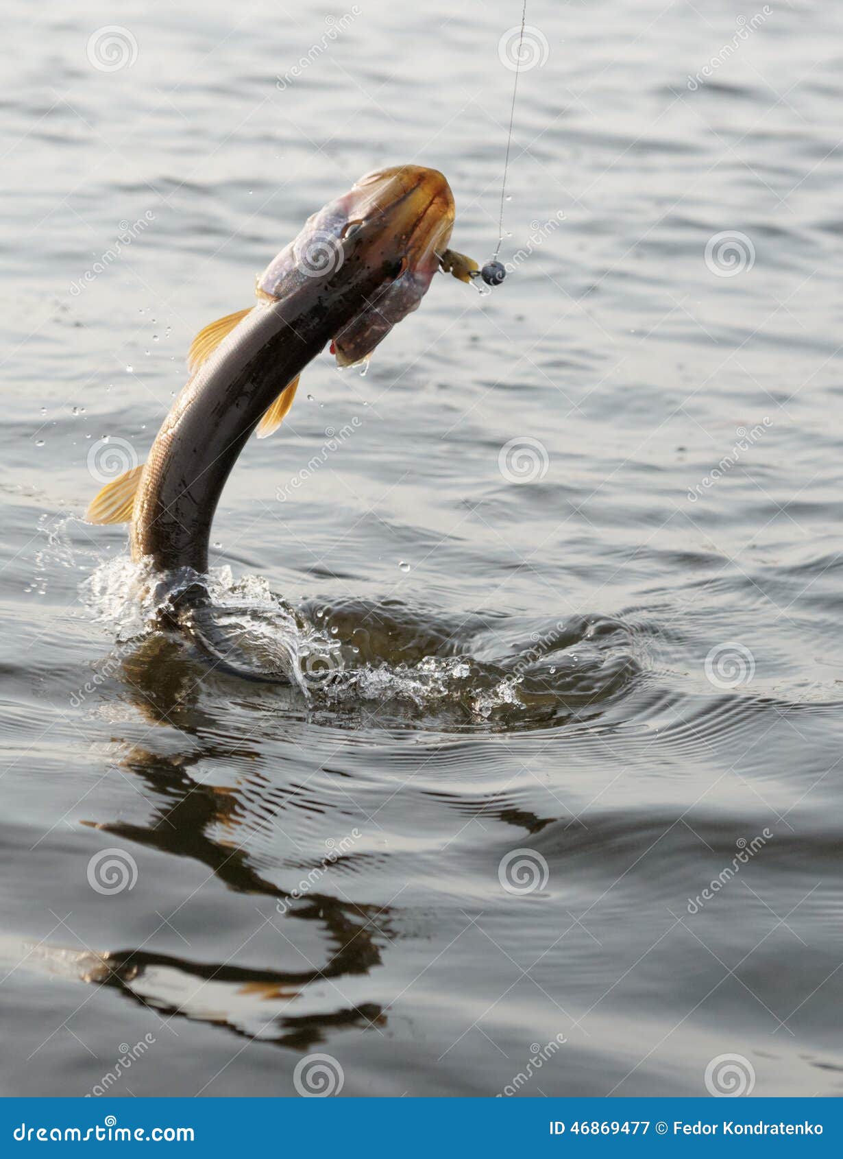 Hooked Pike is Fighting for Freedom Stock Image - Image of shaking ...